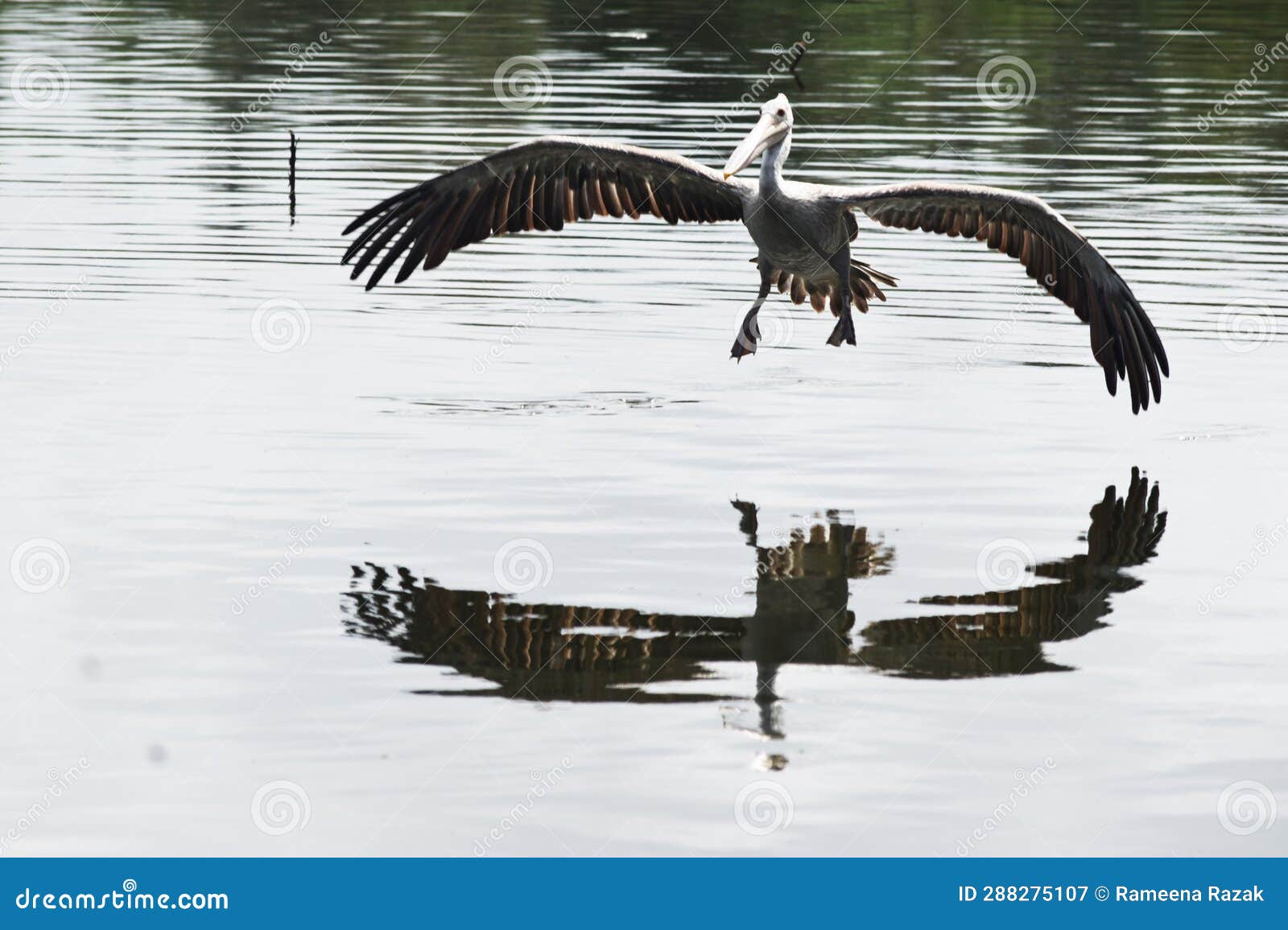 View of Palicon Water Bird Landing Water Stock Image - Image of landing ...