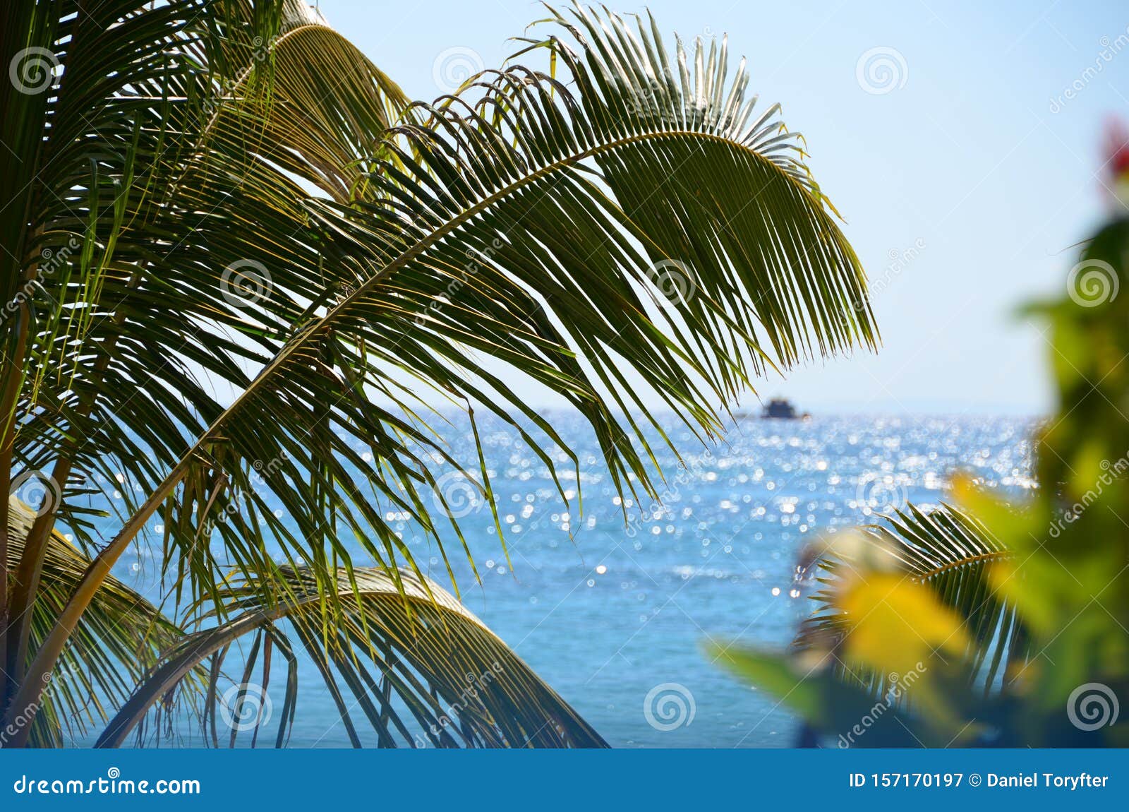 View of a Palm Tree on the Beach Stock Image - Image of coast, nature ...