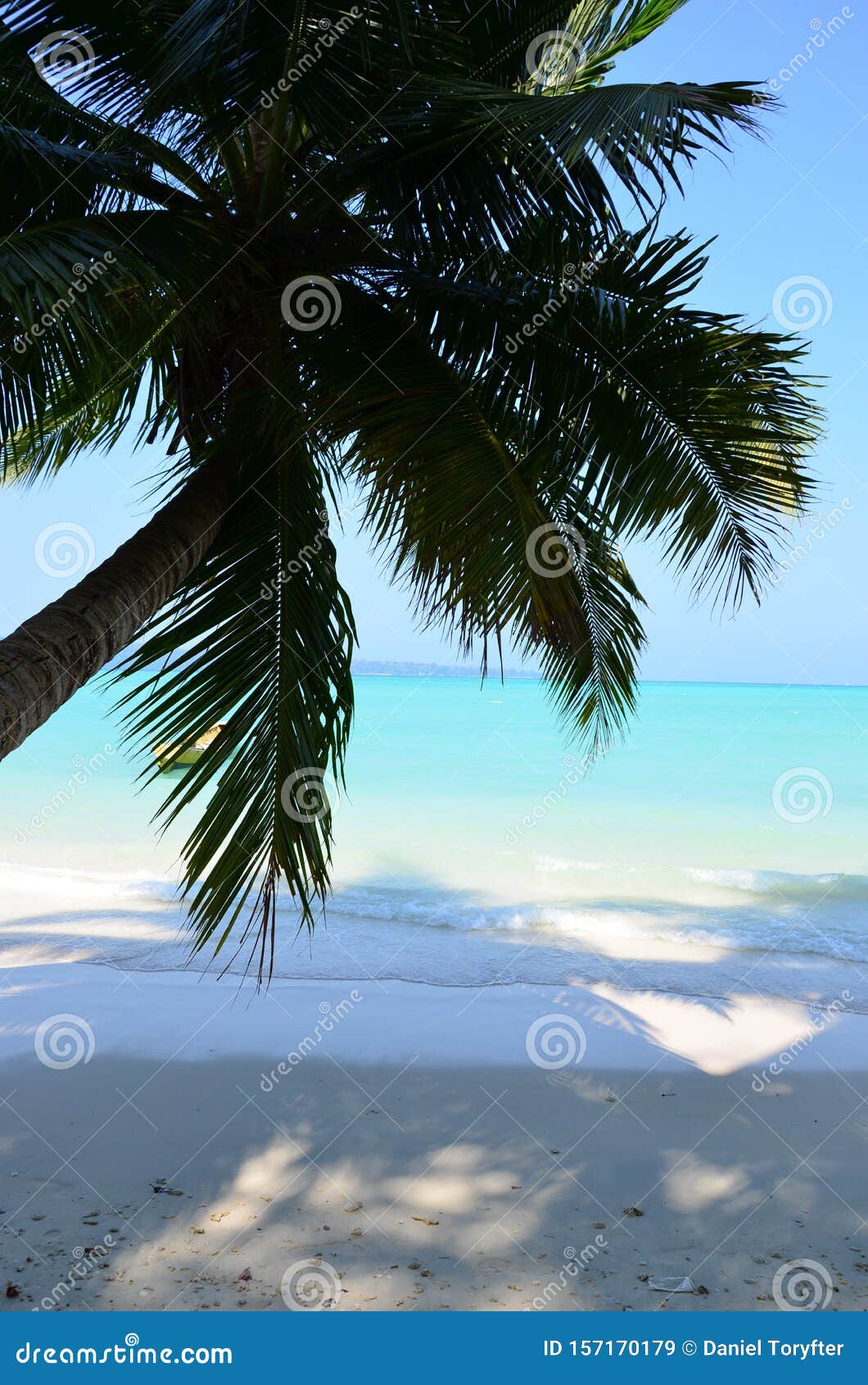View of a Palm Tree on the Beach Stock Image - Image of palm, paradise ...
