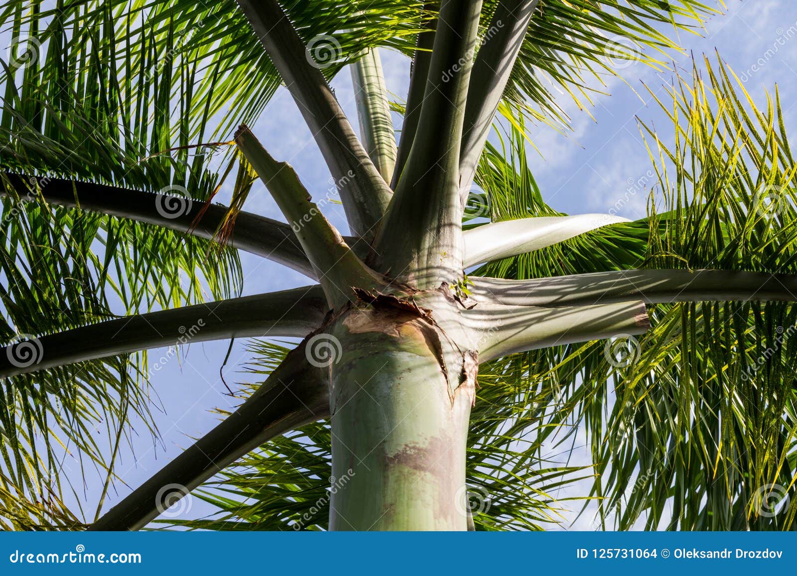 Bottom view of palm tree stock photo. Image of growth - 125731064