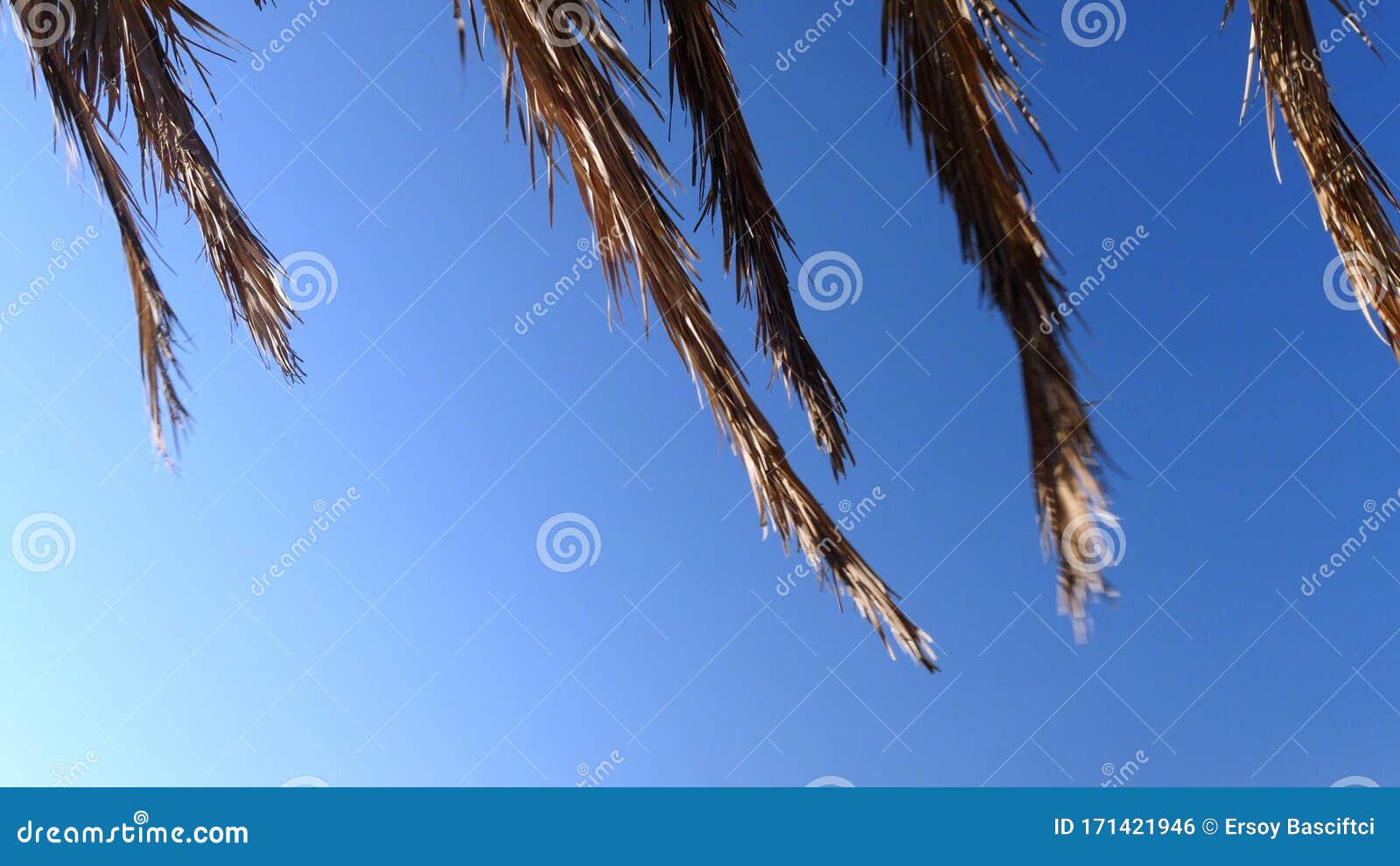 View of a Palm Tree Branches Swaying Against a Blue Sky during a Windy ...