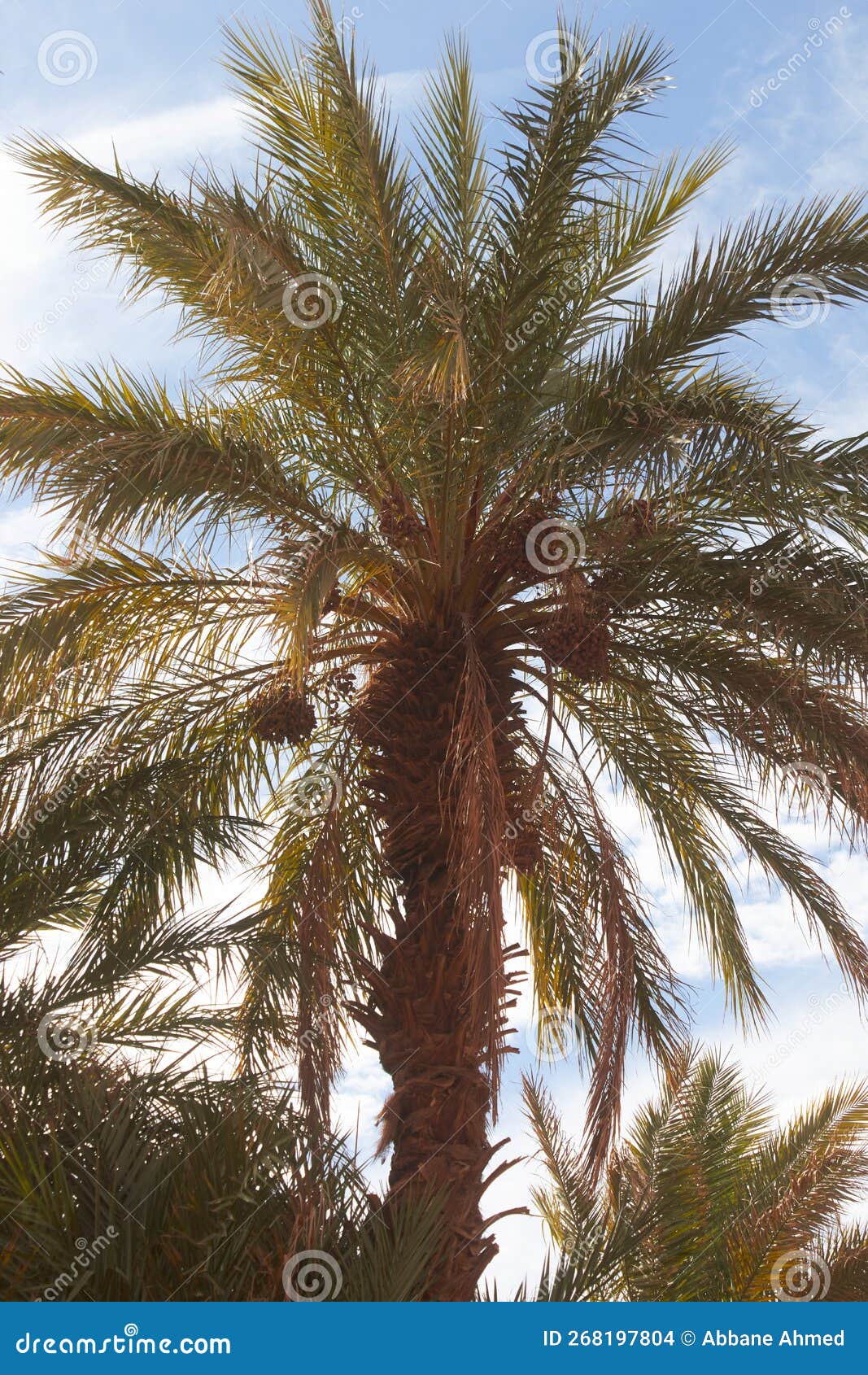 View of Palm Tree in the Desert of Algeria Stock Photo - Image of ...
