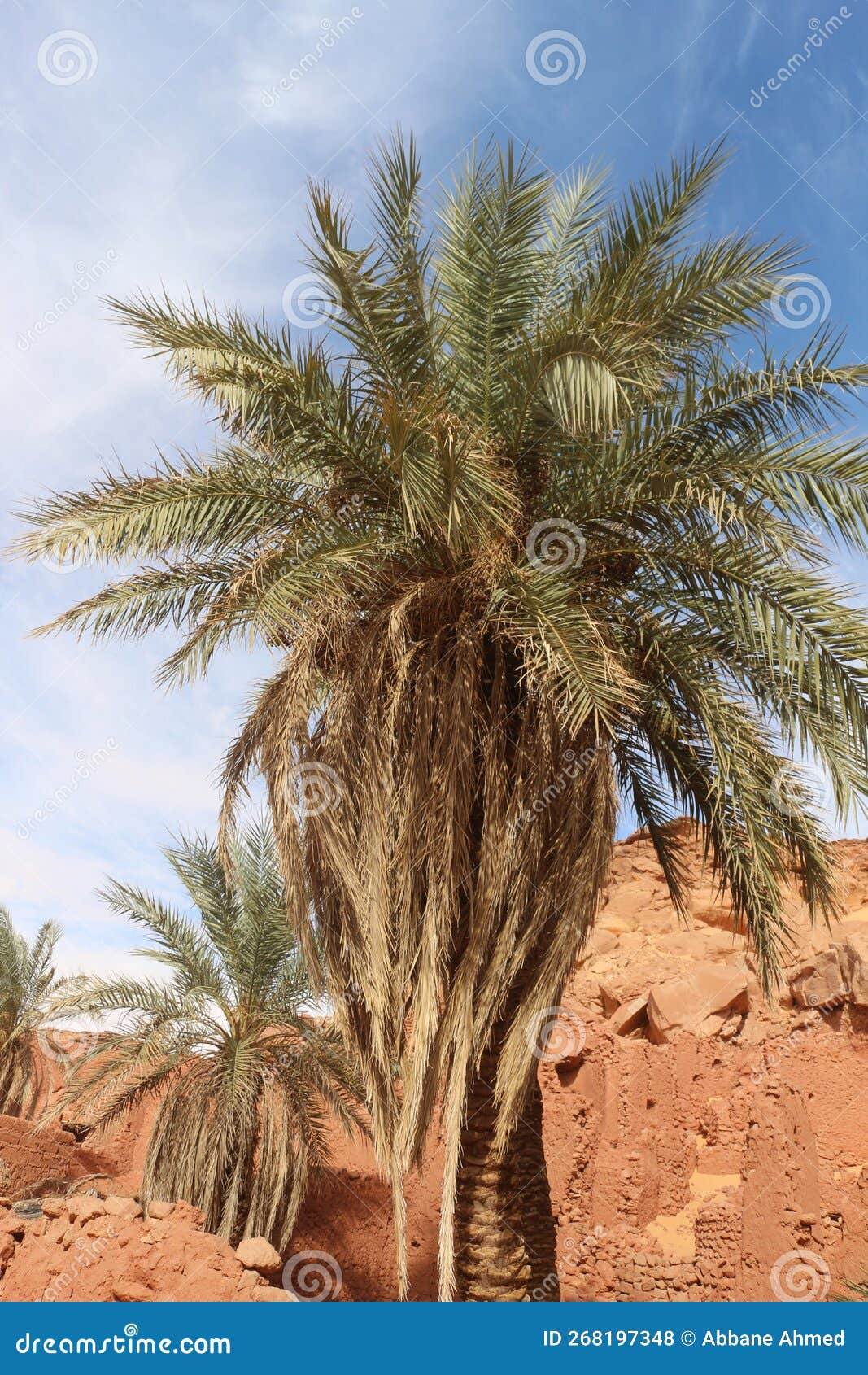 View of Palm Tree in the Desert of Algeria Stock Photo - Image of ...
