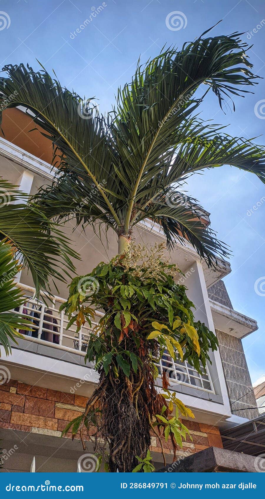 View of Palm Tree and House Background Stock Image - Image of ...