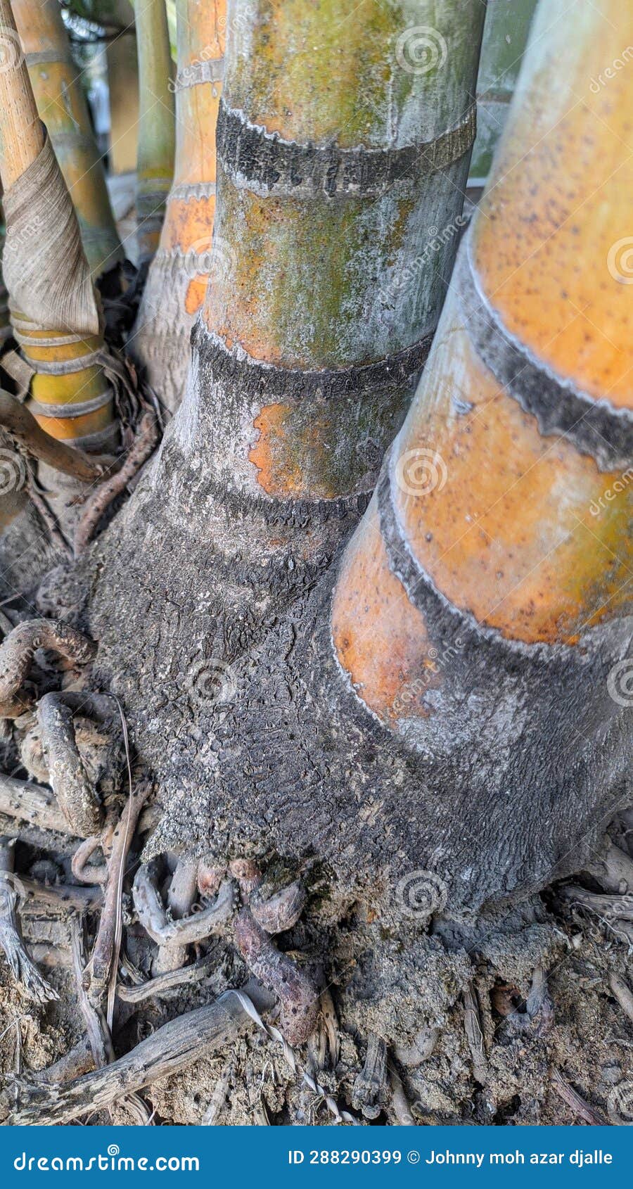 View of Palm Tree Roots and Trunk Stock Image - Image of yellow, root ...
