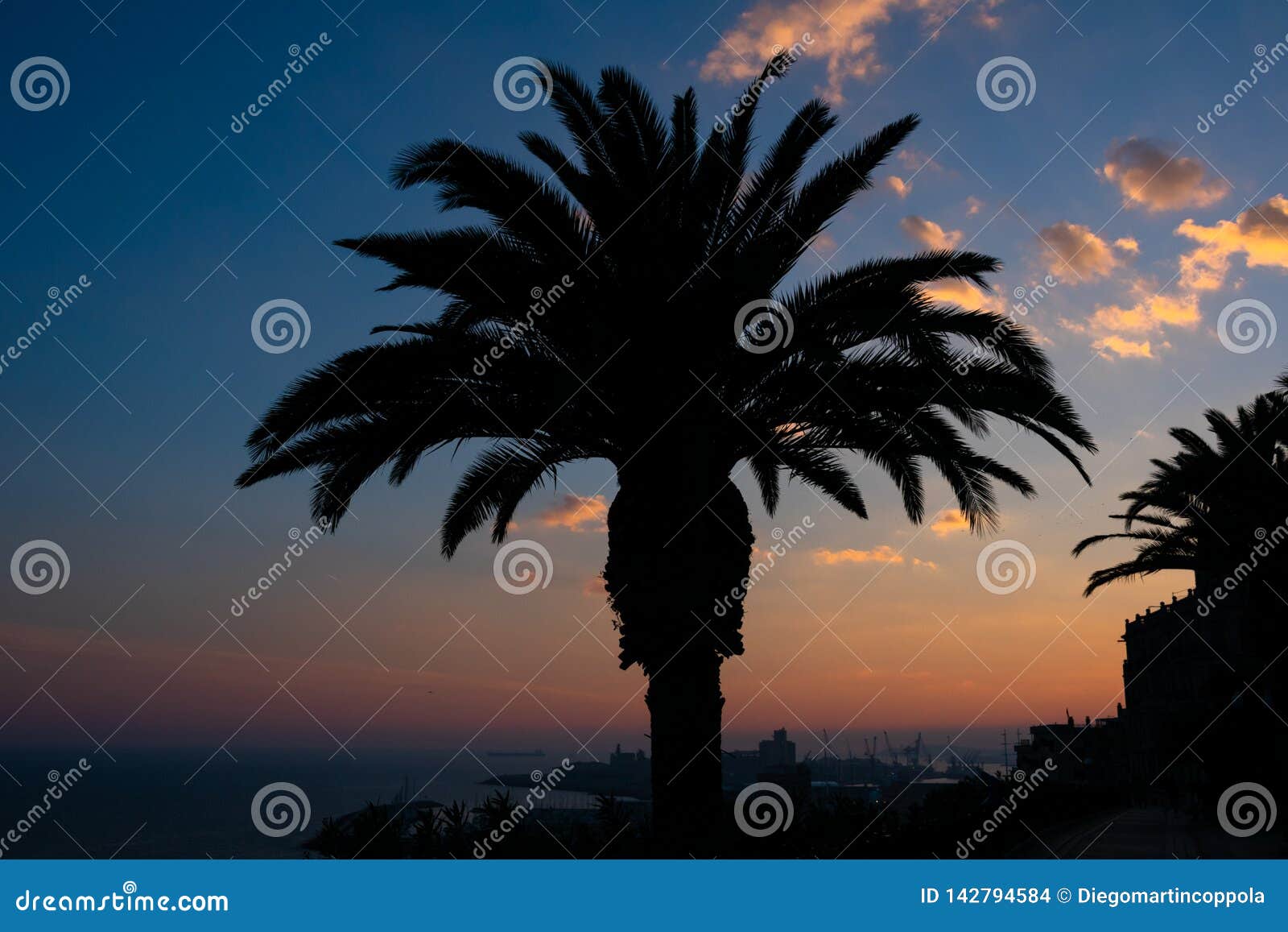 View of a Palm Tree. Sunset in Tarragona Stock Photo - Image of iberian ...