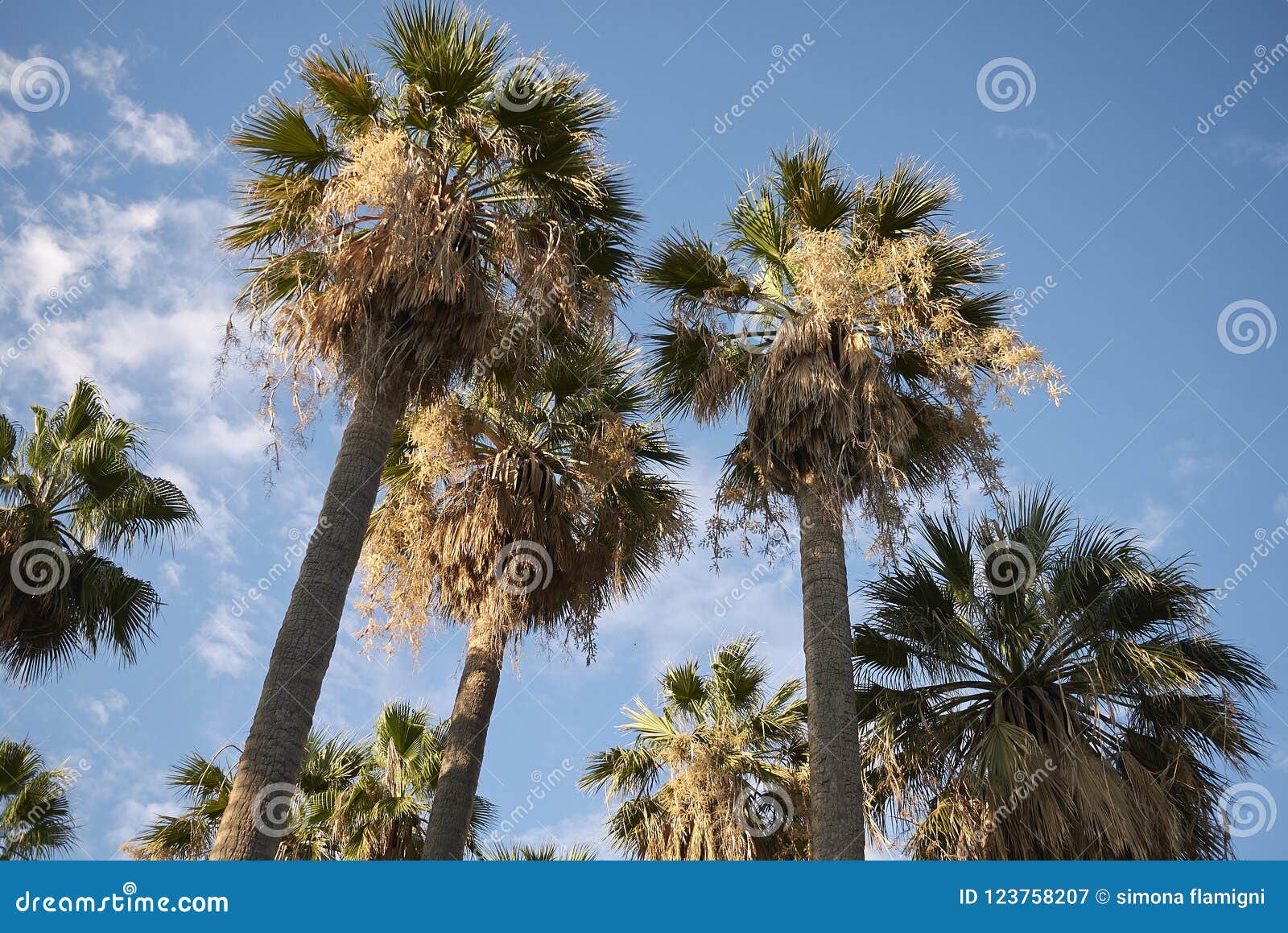 View of Palm trees stock image. Image of summer, naples - 123758207