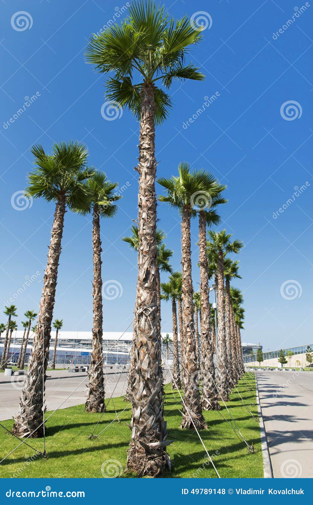 View of the Palm Trees in Sochi Stock Photo - Image of city, view: 49789148