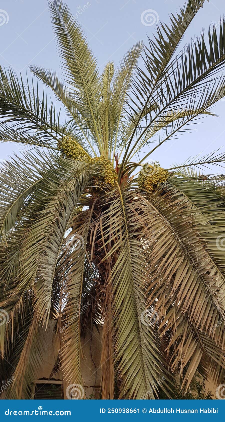 View of the Palm Trees, Tropical Flora Stock Image - Image of landscape ...