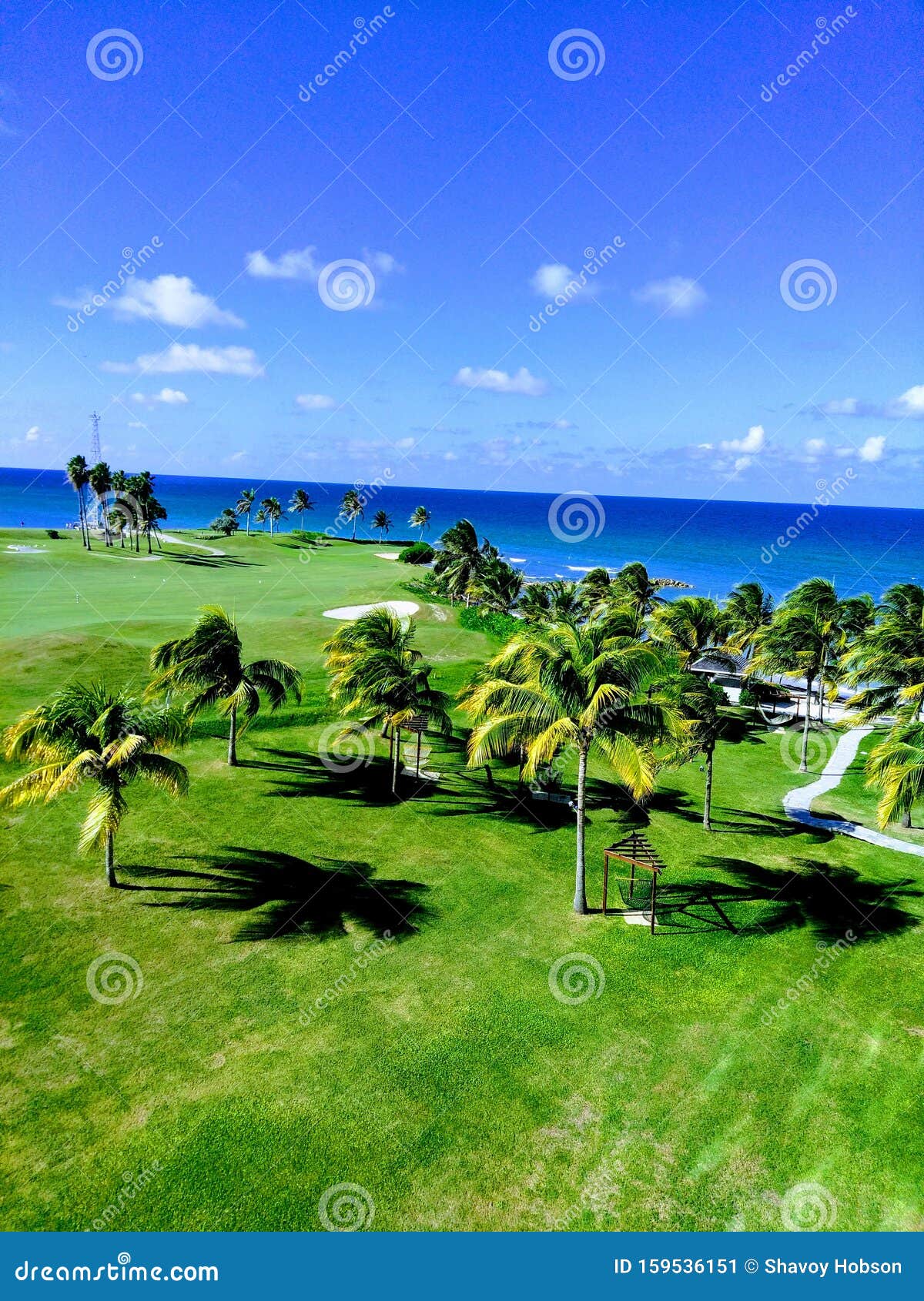 View of palm trees stock image. Image of trees, bluesky - 159536151