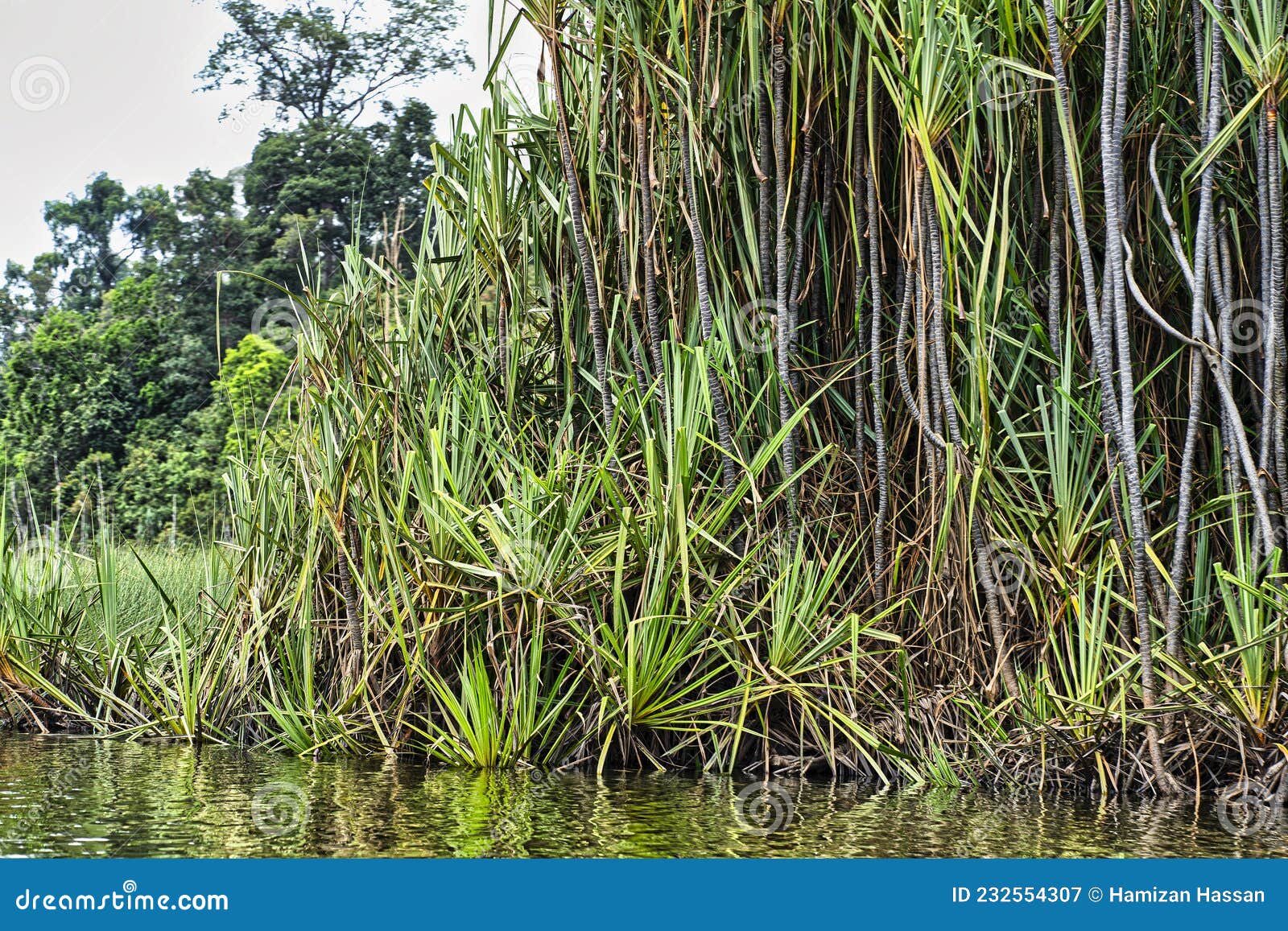 Rasau Tree Stock Photos - Free & Royalty-Free Stock Photos from Dreamstime