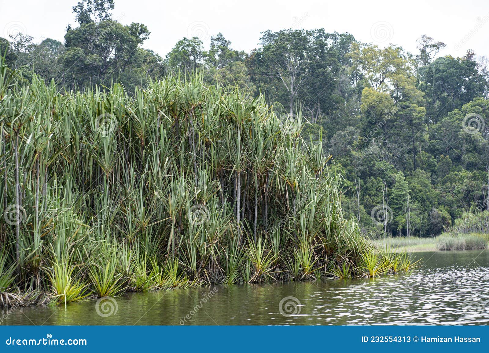 View of Pandanus Helicopus or Rasau Stock Image - Image of ...