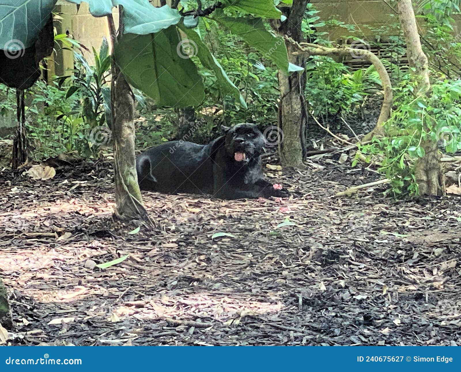 A view of a Panther stock image. Image of camel, natural - 240675627