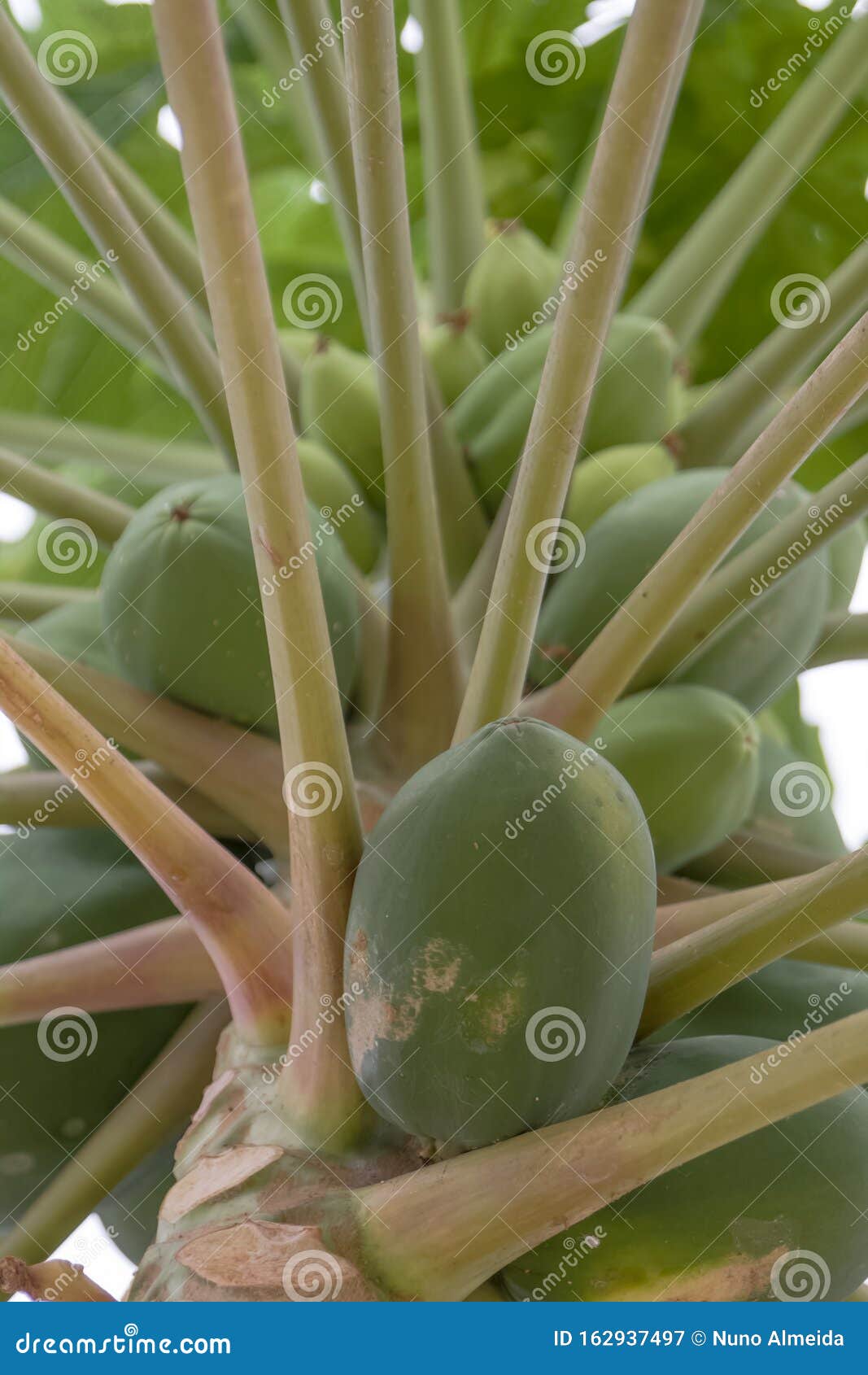 View of Papaya Tree with Detailed Growing Papayas, Typically Tropical ...