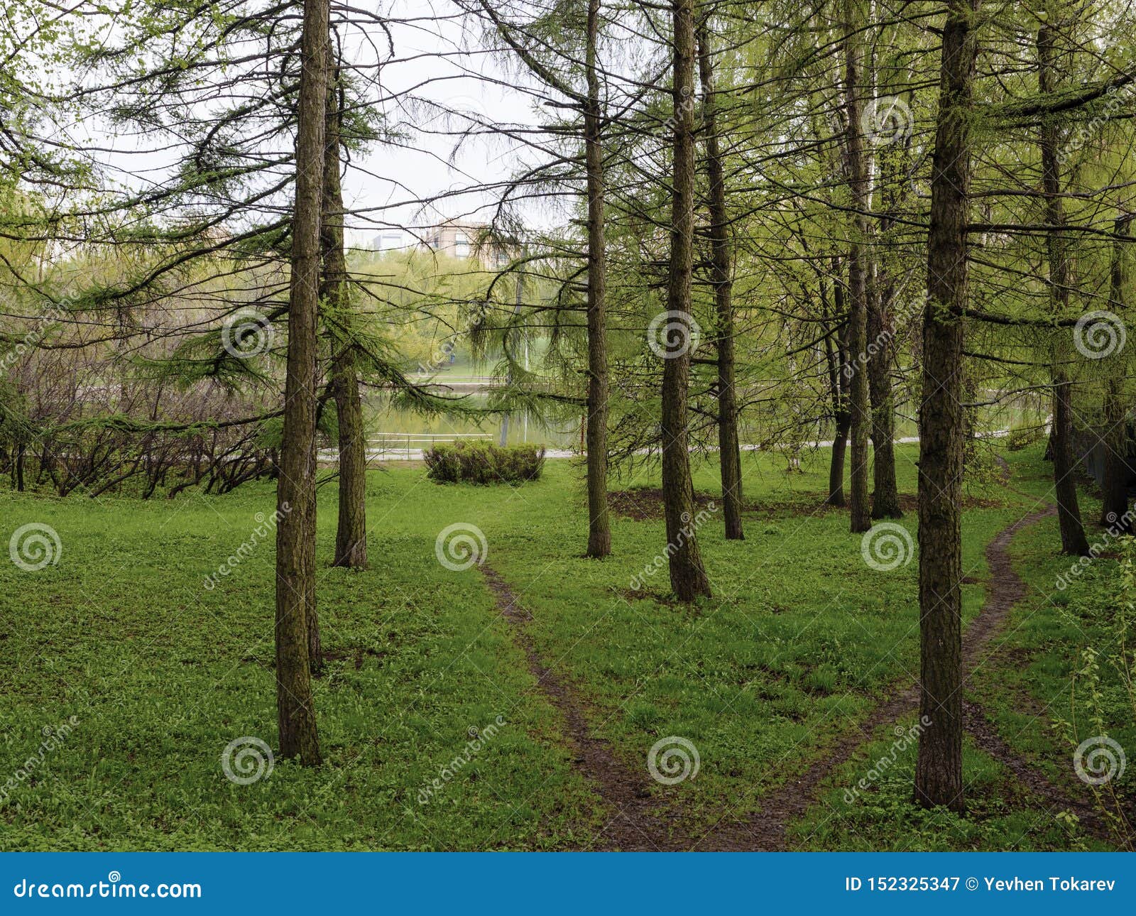 View of the Park in Spring after Rain Stock Image - Image of blooms ...