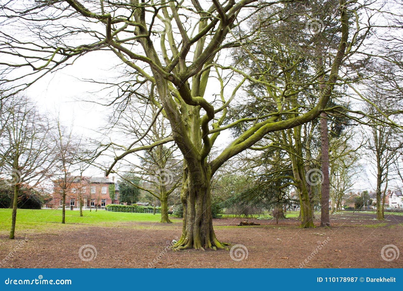 A View of the Park and Very Old Tree. Stock Image - Image of ecology ...