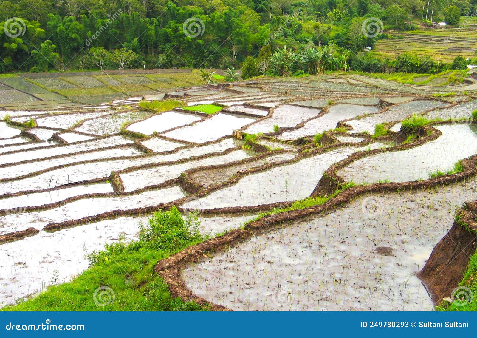 A View of a Patch of Rice Fields with Beautiful Bunds, in the Middle of ...