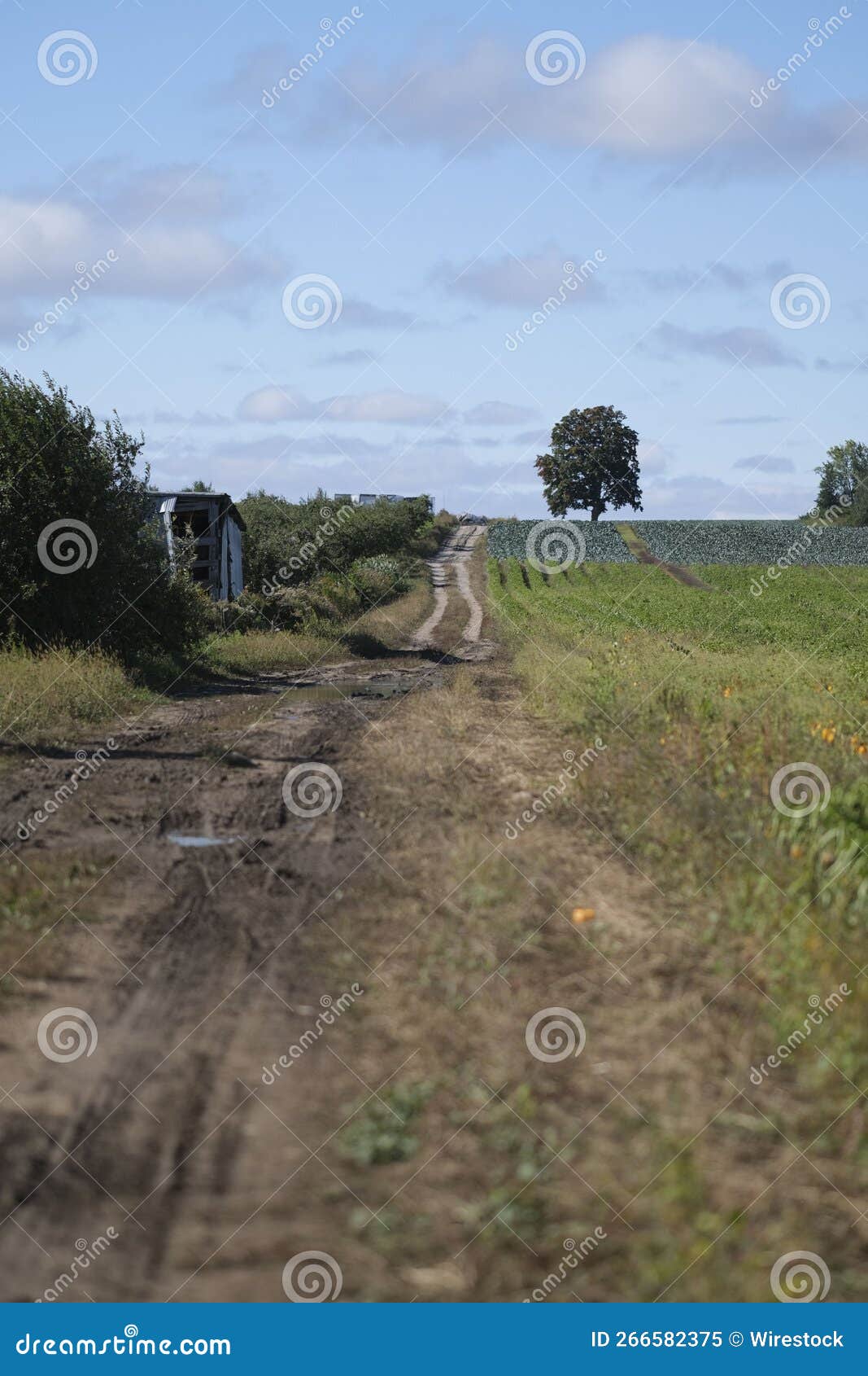 View of a Path in the Agricultural Land Stock Image - Image of trees ...