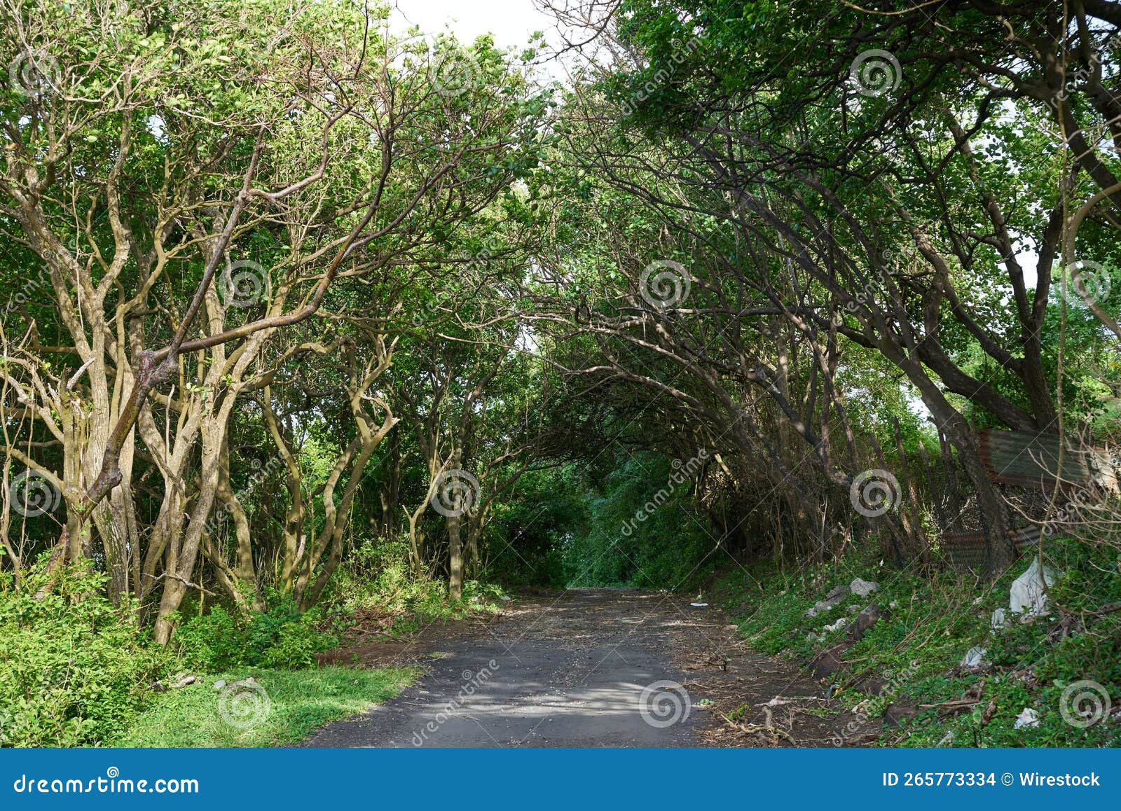 View of a Path through the Beautiful Trees Stock Photo - Image of ...