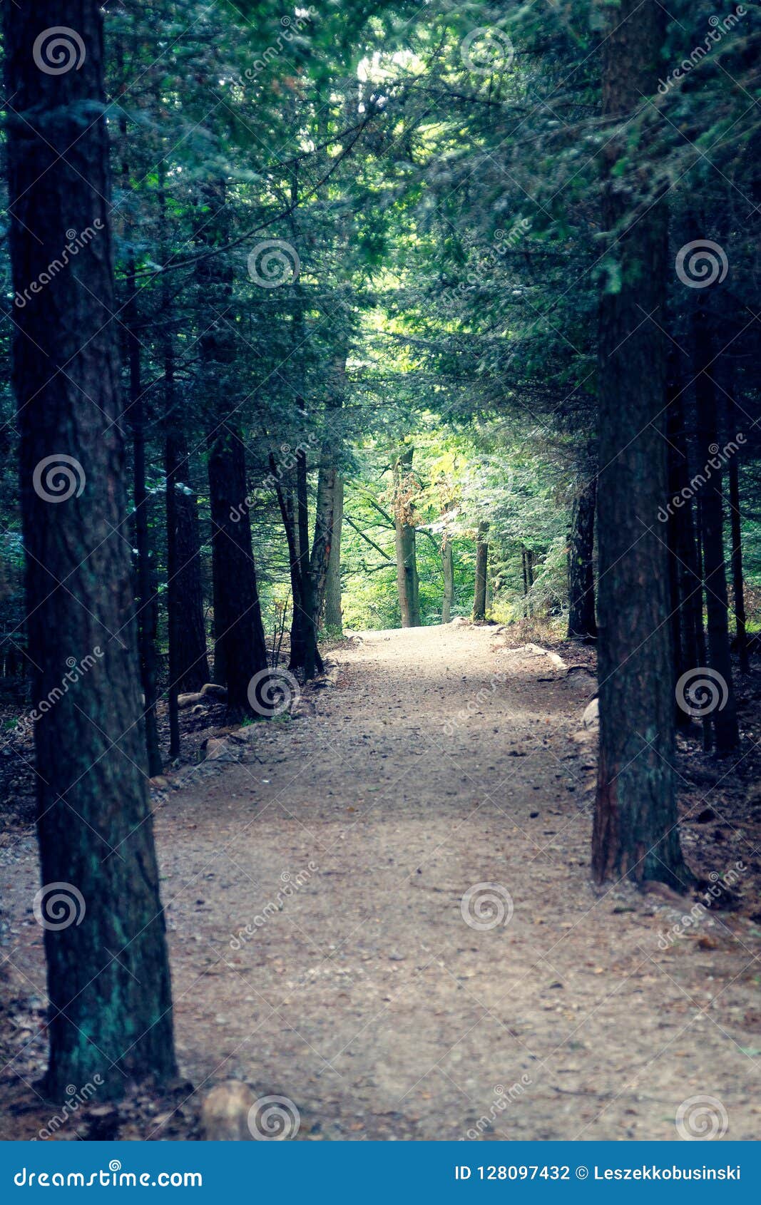 Path in the forest stock photo. Image of beautiful, view - 128097432
