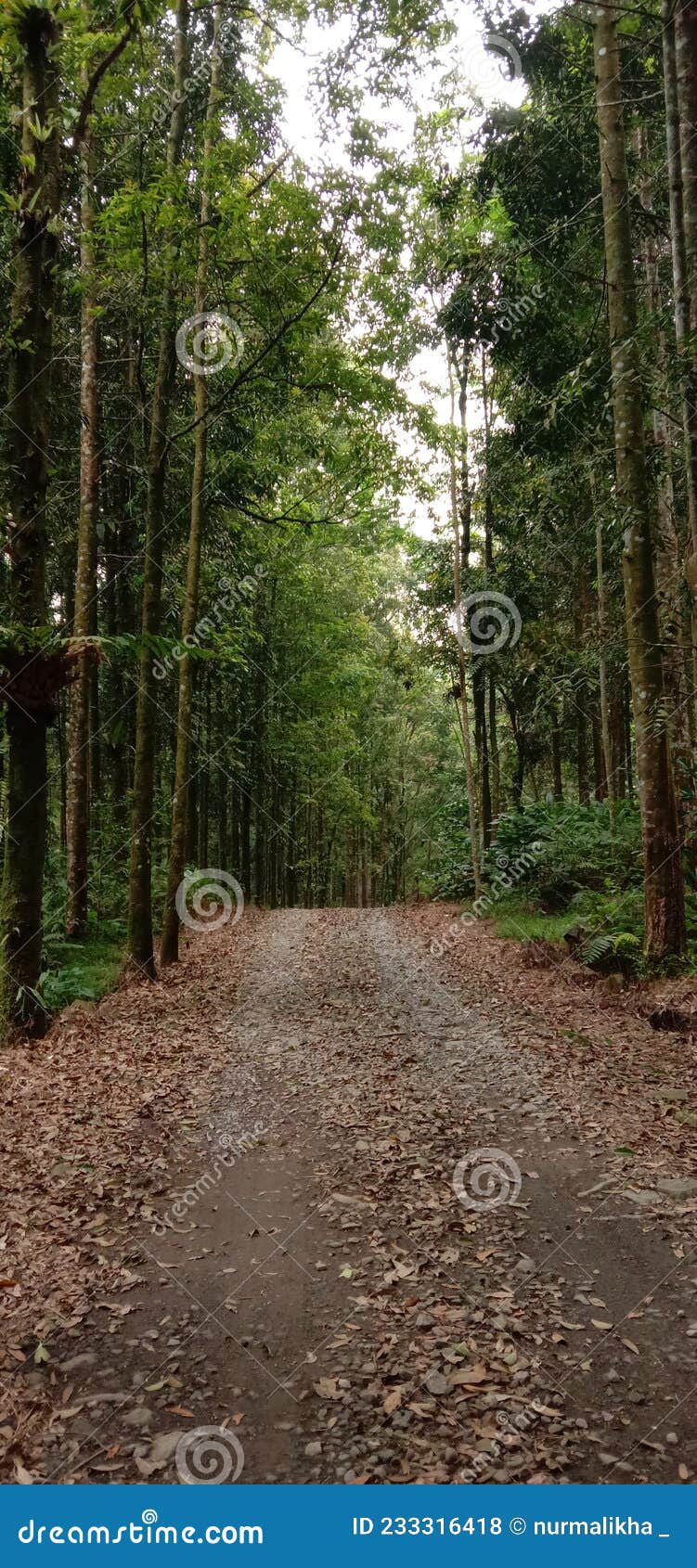 View On Path Leading To Conical Peak Of Mount Sibayak Gunung, Dolok ...