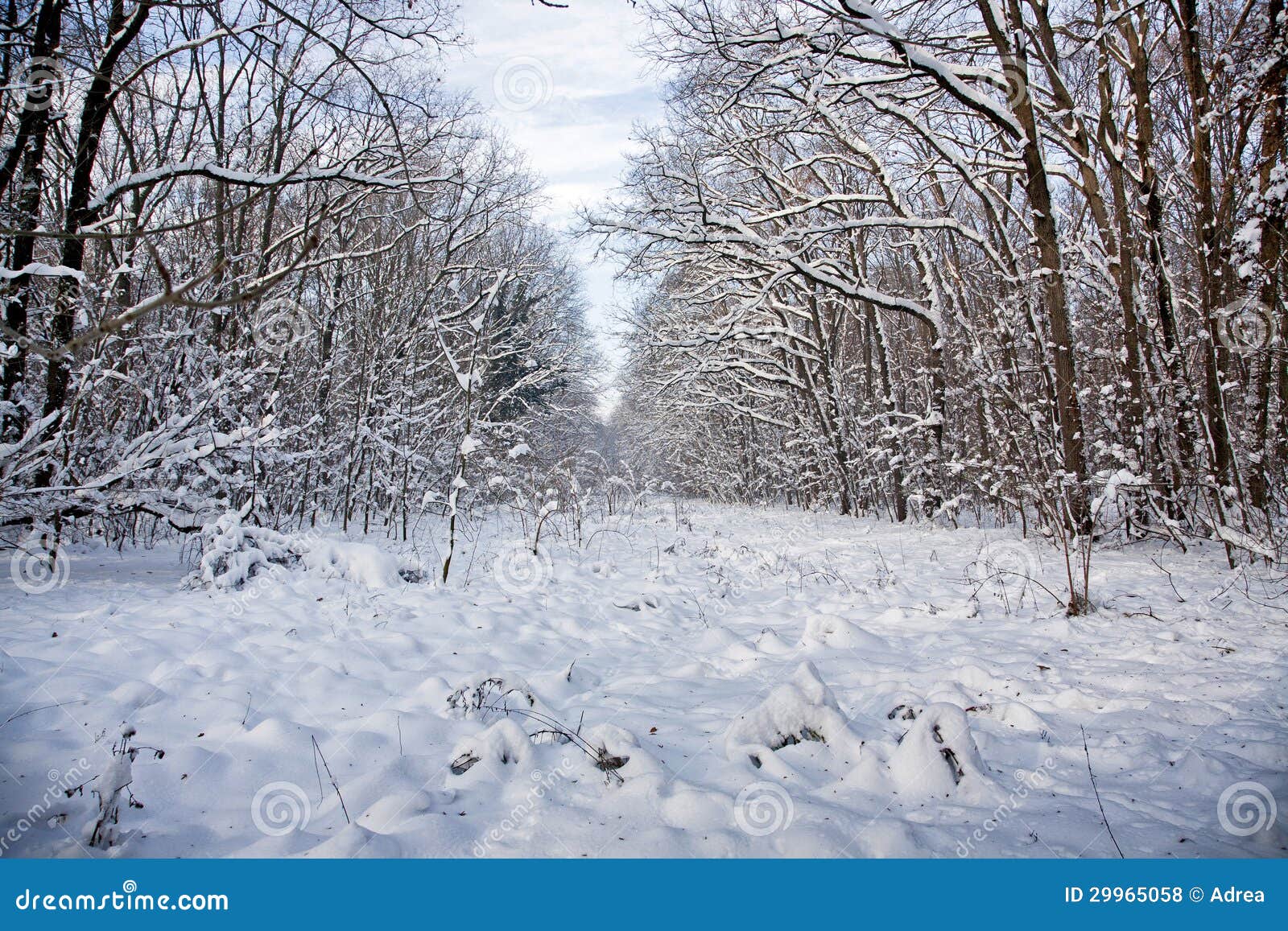Marked Winter Path in a Forest Stock Photo - Image of trail, walk: 29965058