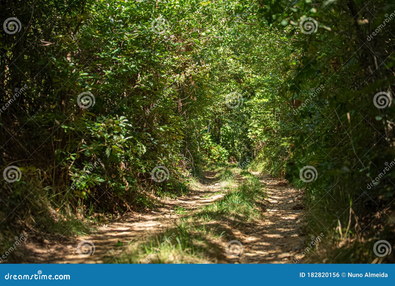 View of the Path on the Middle at the Forest, Trees and Middle ...