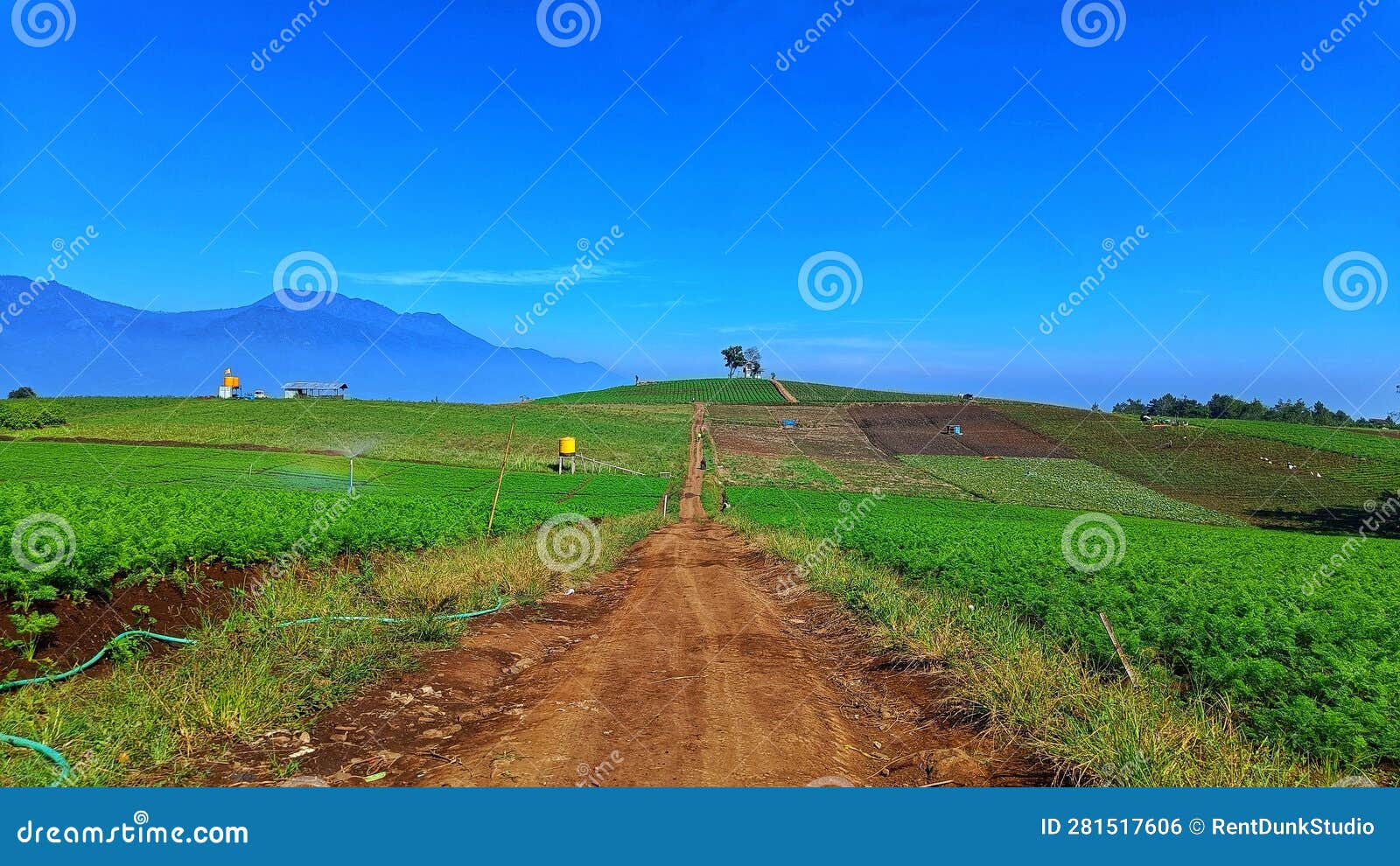 Scenery of the Path in the Middle of a Green Vegetable Plantation with ...