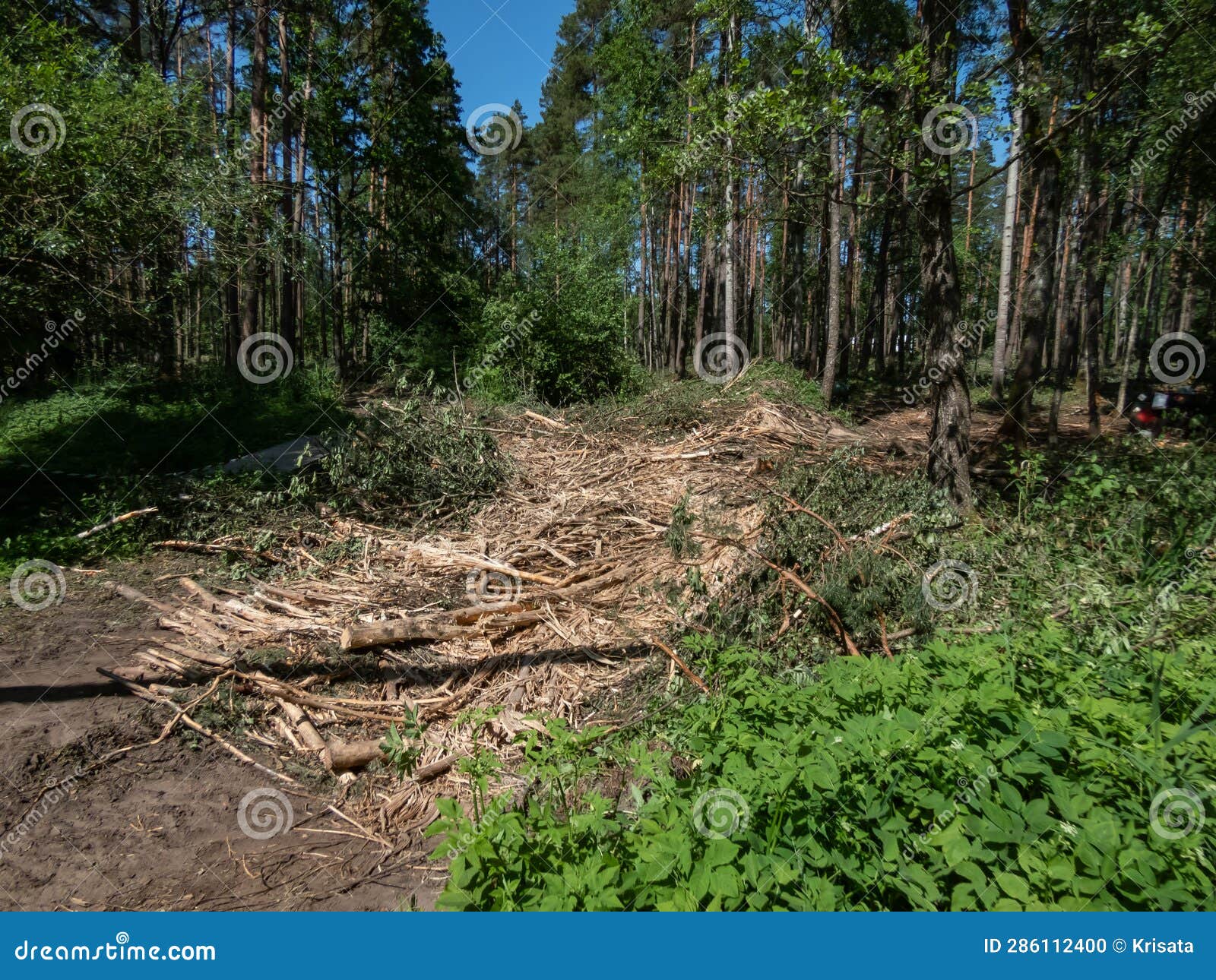 View of a Path of Tree Branches and Logs for Forest Machinery in the ...