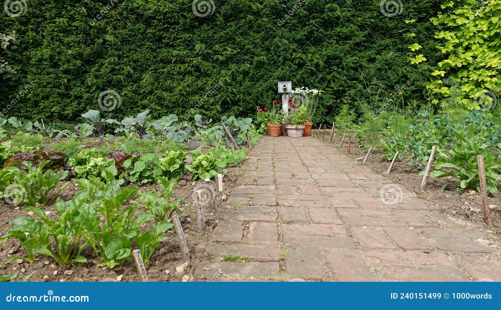 Vegetable Garden Path stock image. Image of garden, gardening - 240151499