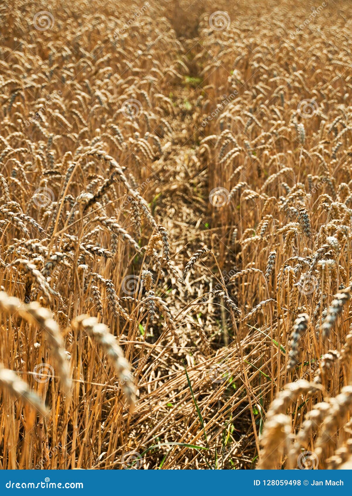 View on Path in Wheat Field Stock Photo - Image of rural, farming ...