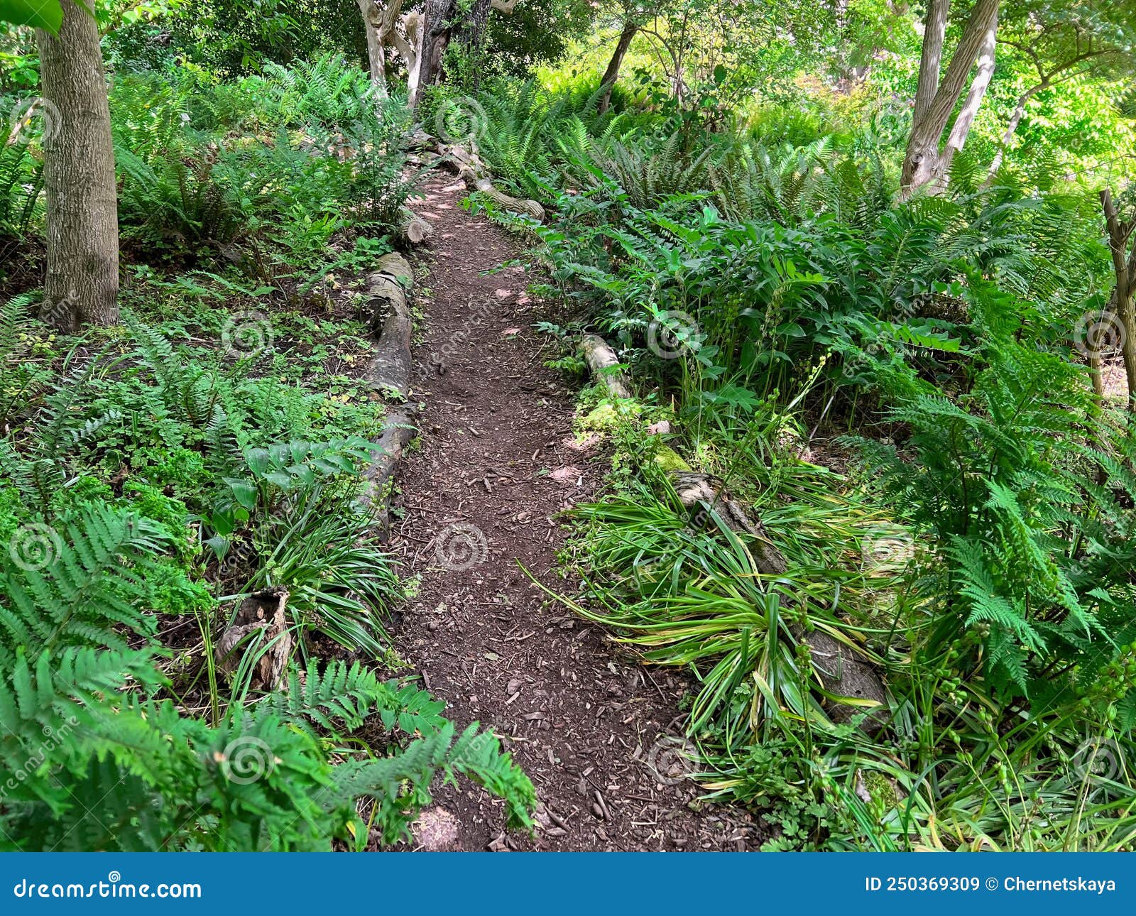 View of Pathway Going through Park with Beautiful Green Plants Stock ...