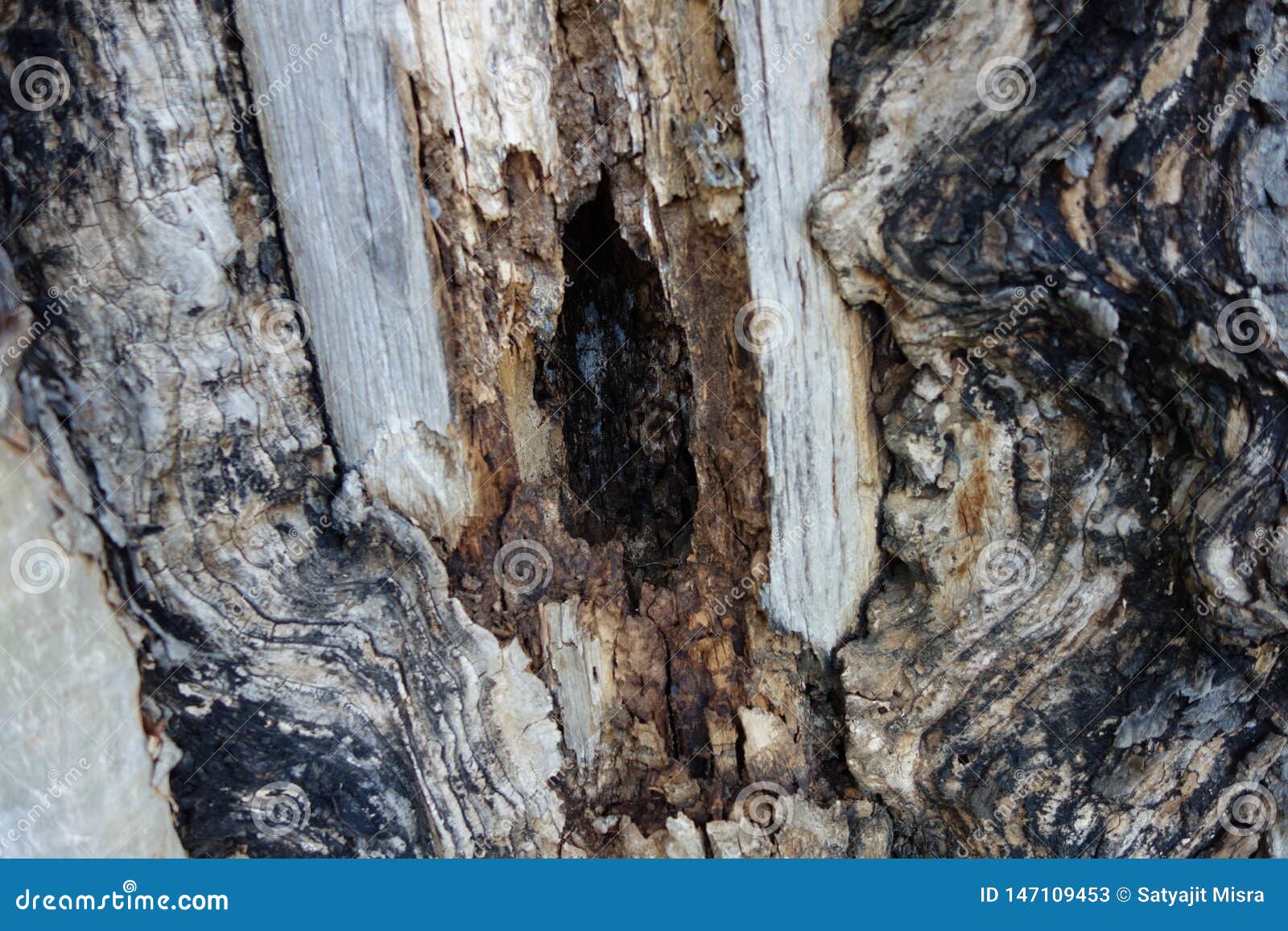 View of Patterns Naturally Made on a Tree or Wood Stock Image - Image ...