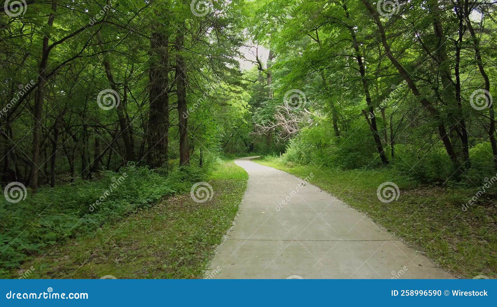 View of a Paved Trail in a Green Forest. Stock Footage - Video of ...