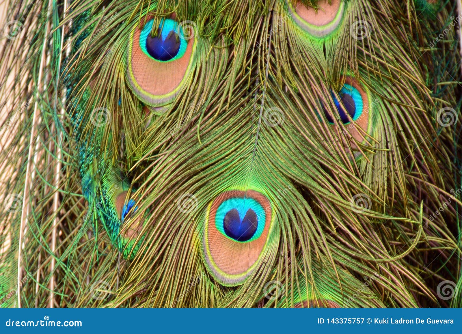 Peacock Feathers Forming a Face Stock Image - Image of animal, vibrant ...