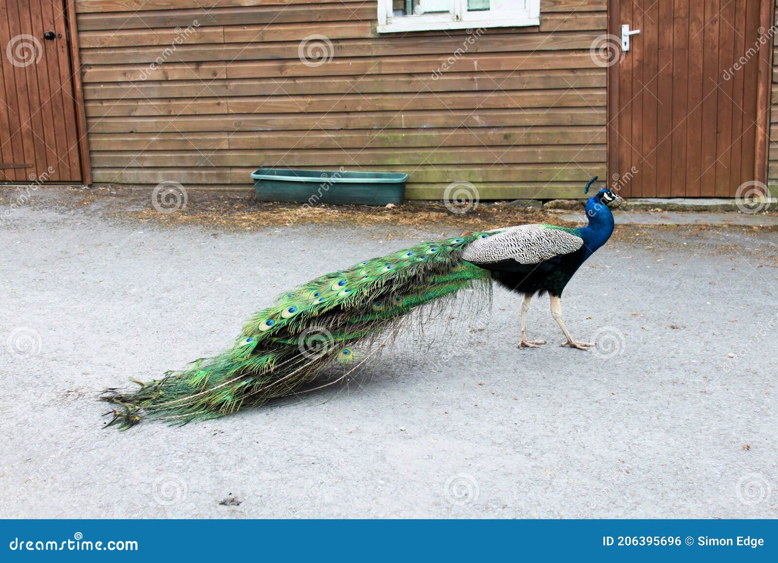 A view of a Peacock stock photo. Image of natural, view - 206395696