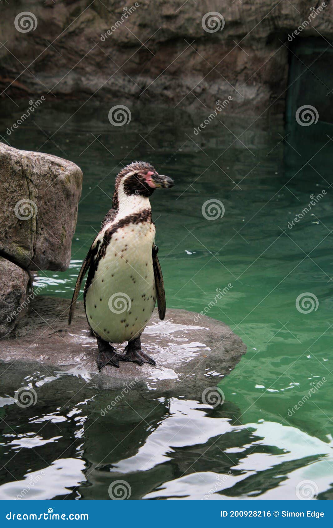 A view of a Penguin stock photo. Image of penguin, lorikeet - 200928216