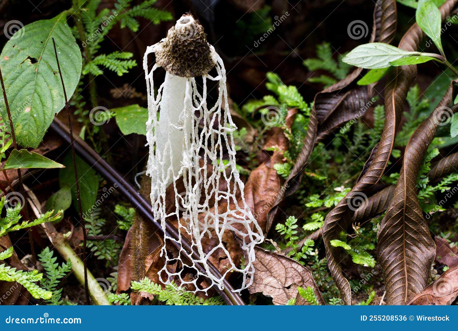 View of a Phallus Indusiatus Fungus Surrounded by Numerous Plants Stock ...