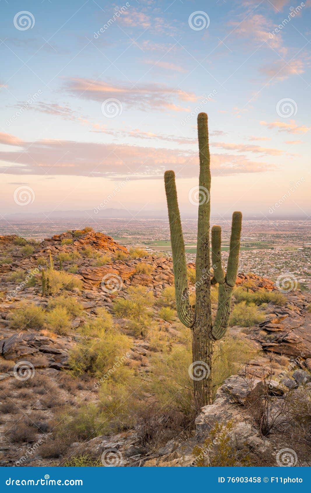 View of Phoenix with Saguaro Cactus Stock Photo - Image of city, rocks ...