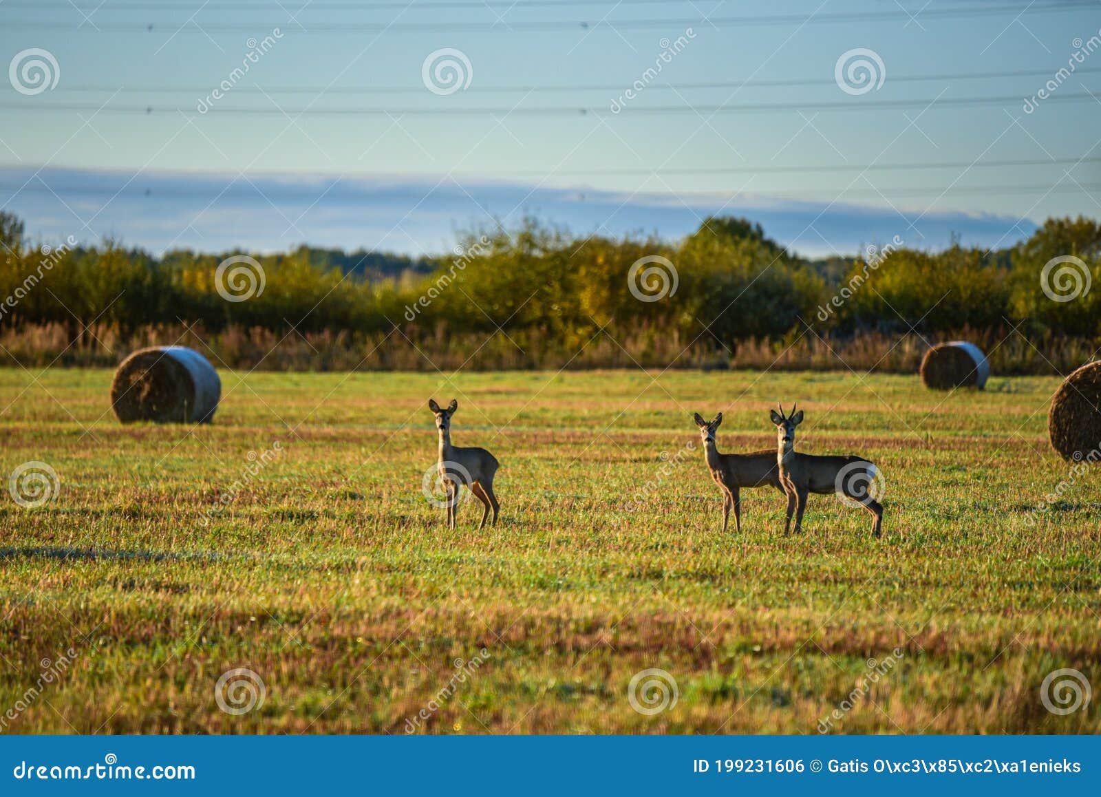 View of a Pickled Hay Roll with Three Deer Stock Photo - Image of field ...