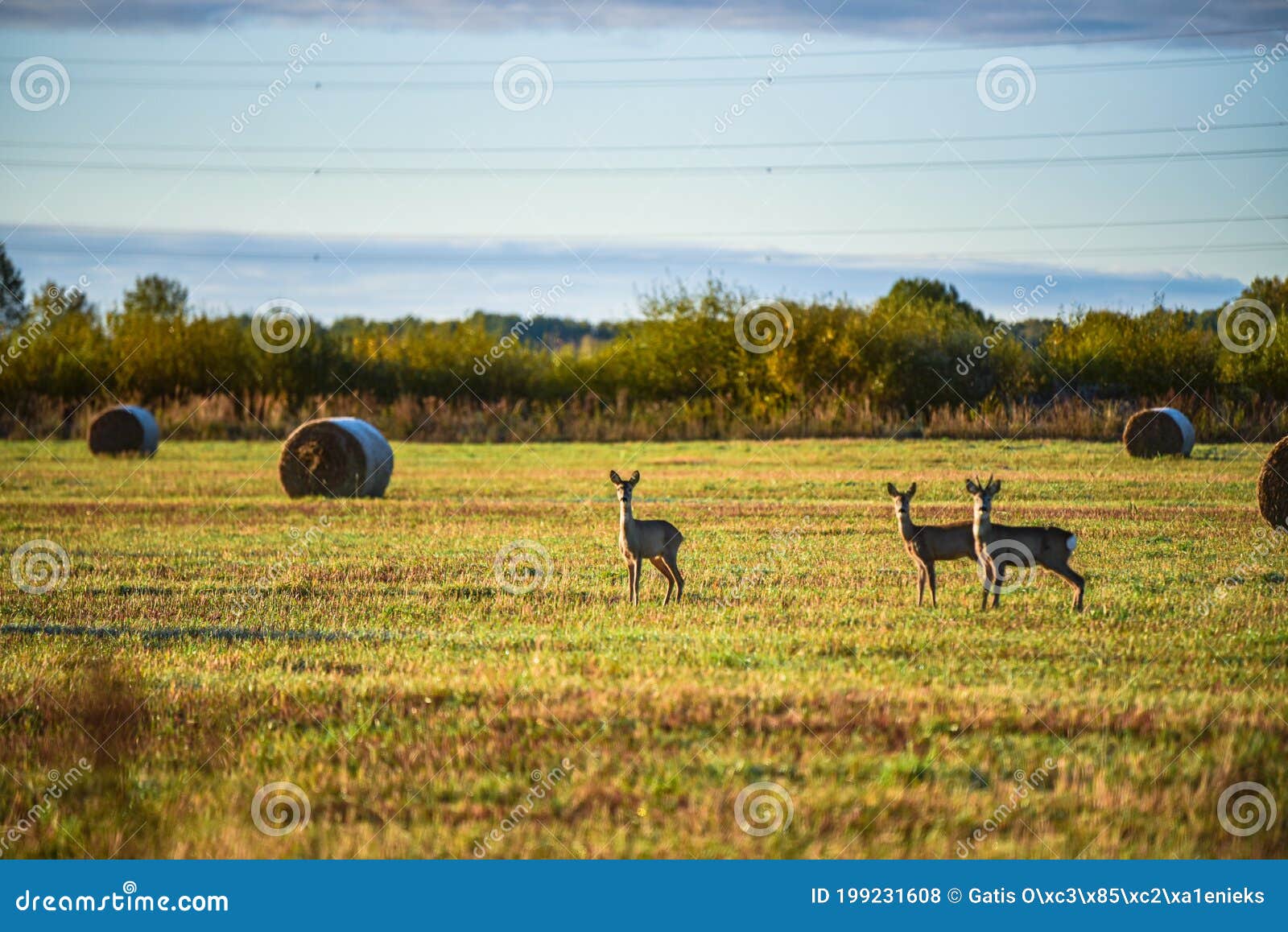 View of a Pickled Hay Roll with Three Deer Stock Photo - Image of ...