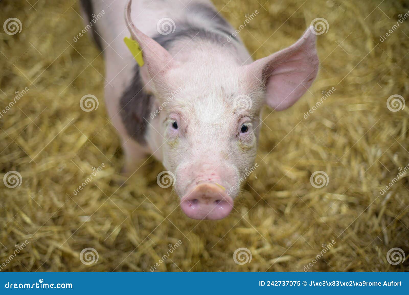 View of a Pig in a Box at the Agricultural Show Stock Image - Image of ...