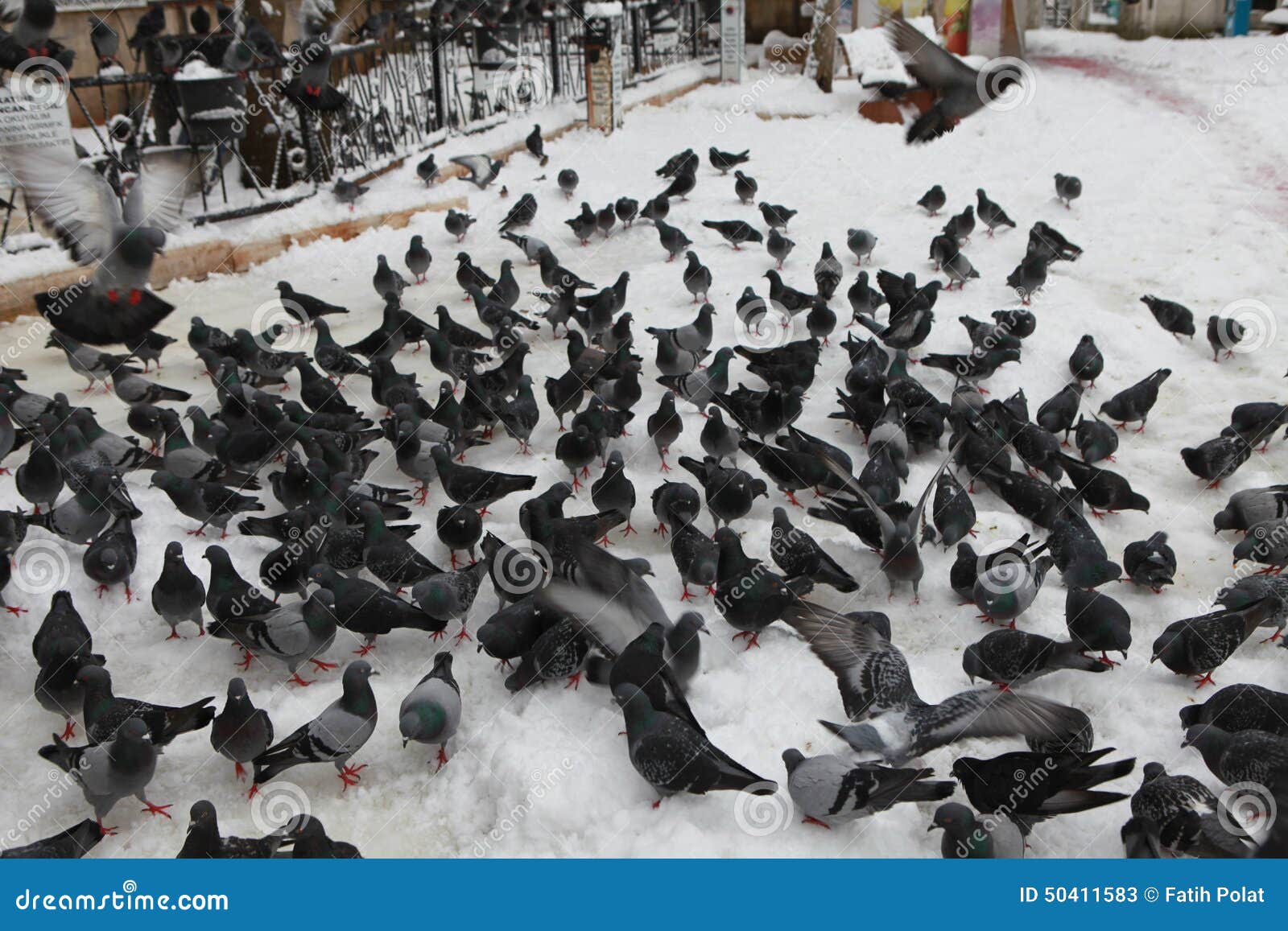 View of Pigeons with Snow in Front of Eyup Sultan Mosque. Stock Image ...