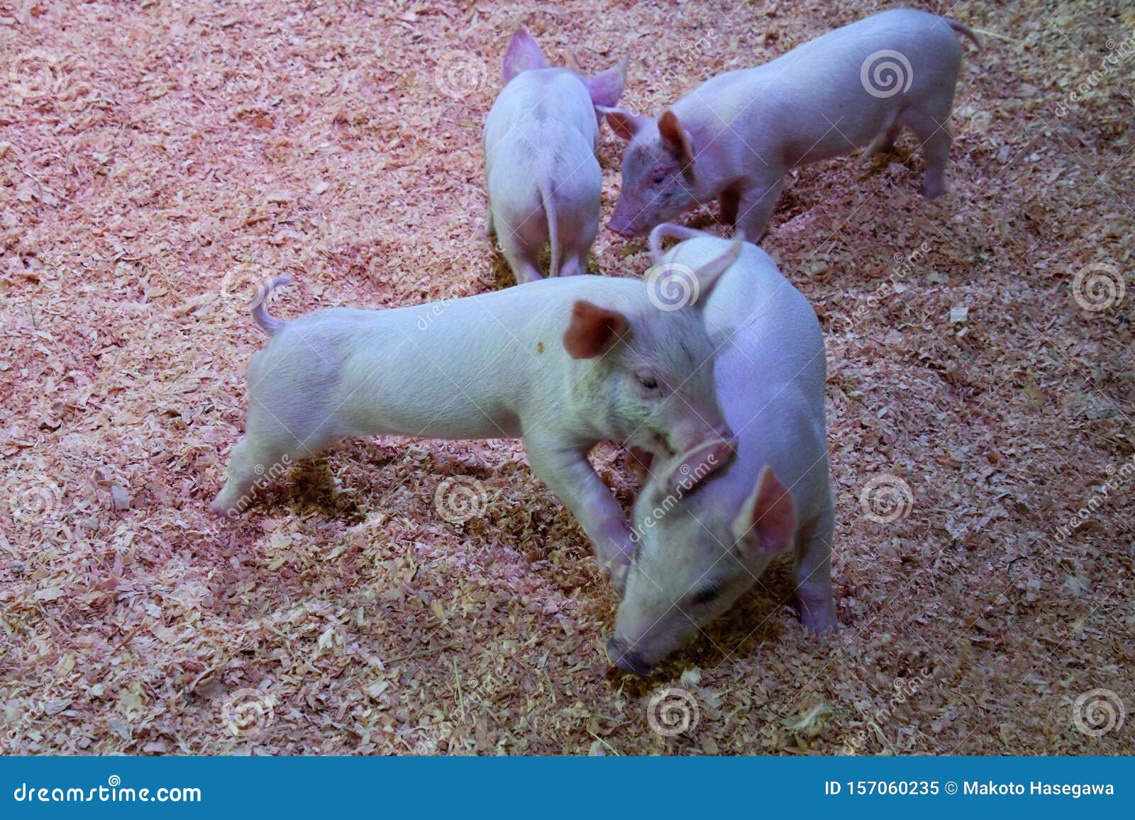 A view of Piglet playing. stock image. Image of hair - 157060235