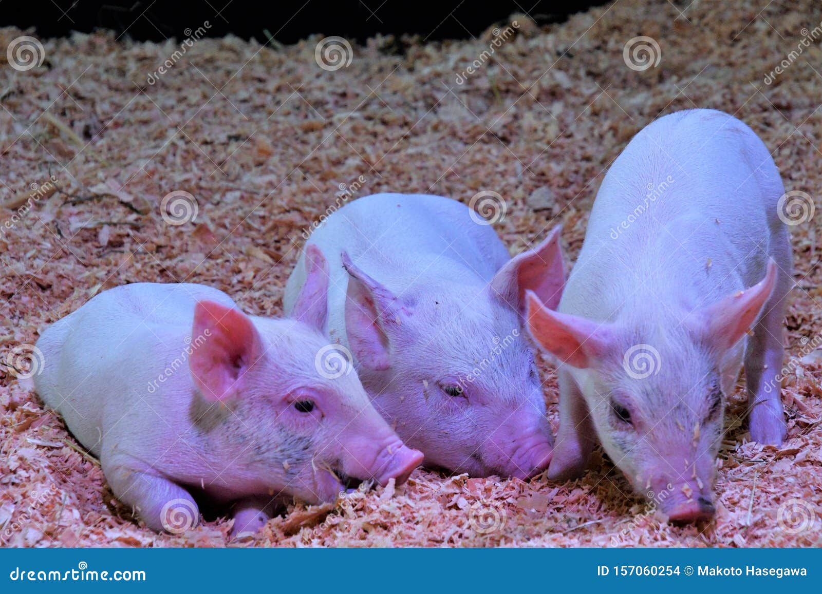 A view of Piglet playing. stock photo. Image of baby - 157060254