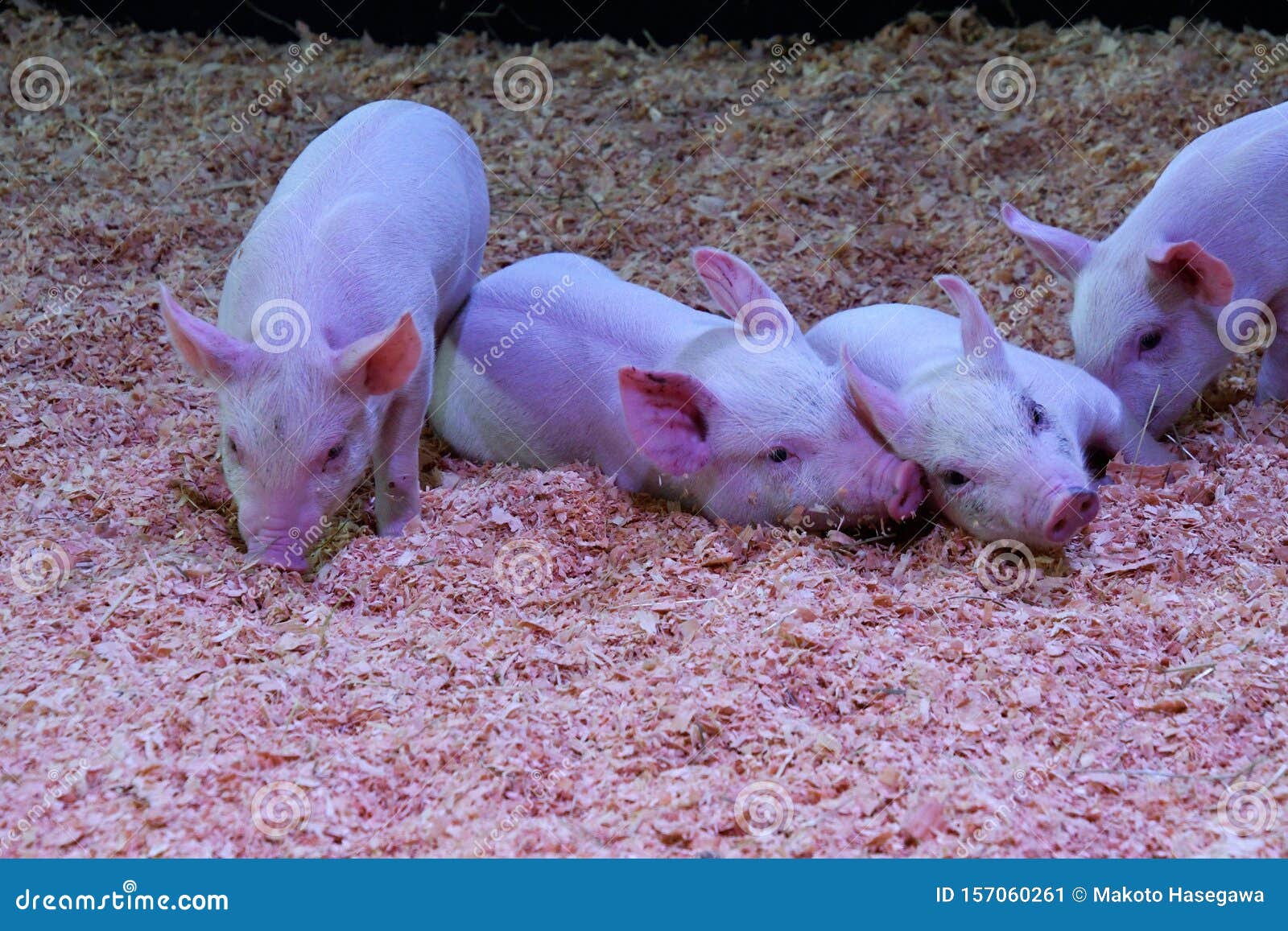 A view of Piglet playing. stock image. Image of barn - 157060261