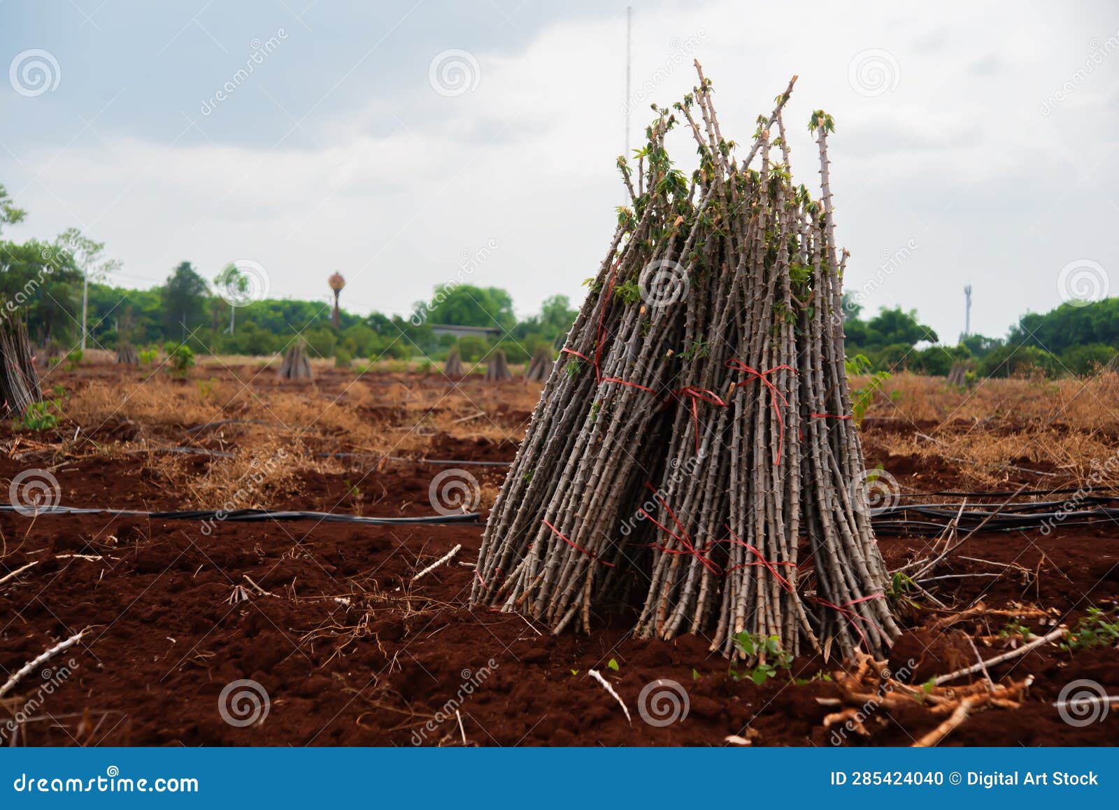 View of the Pile Cassava Stems Create a Captivating Sight of ...