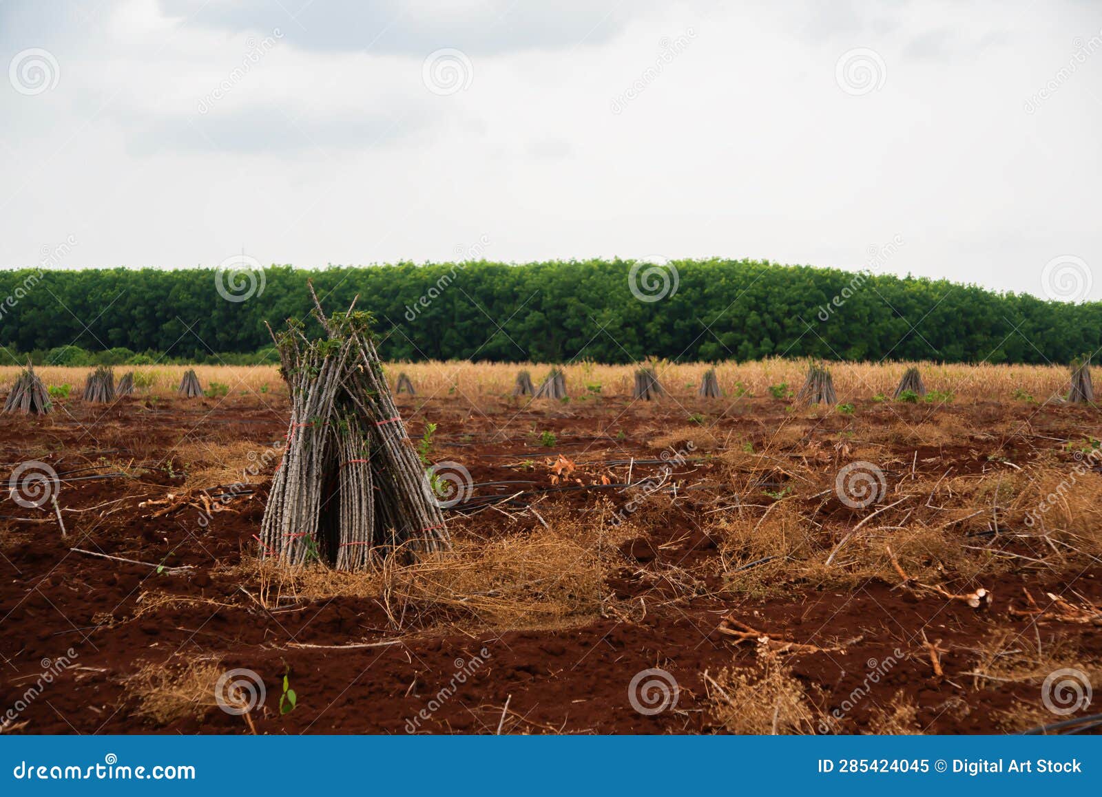 View of the Pile of Cassava Stems Forms a Rustic and Orderly Stack ...