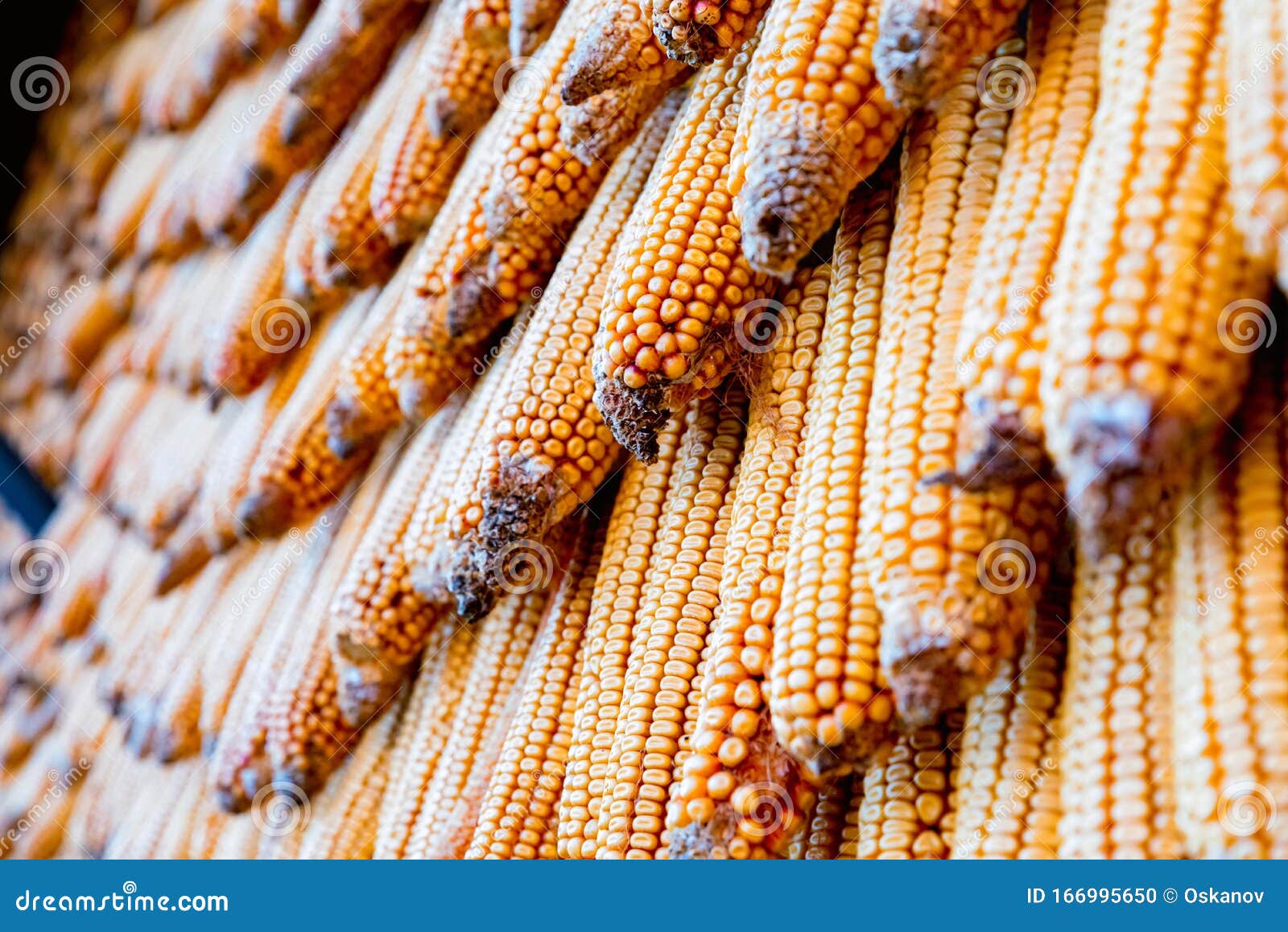 Many Fresh Corn Cobs Put Together Close Up Stock Photo - Image of ...