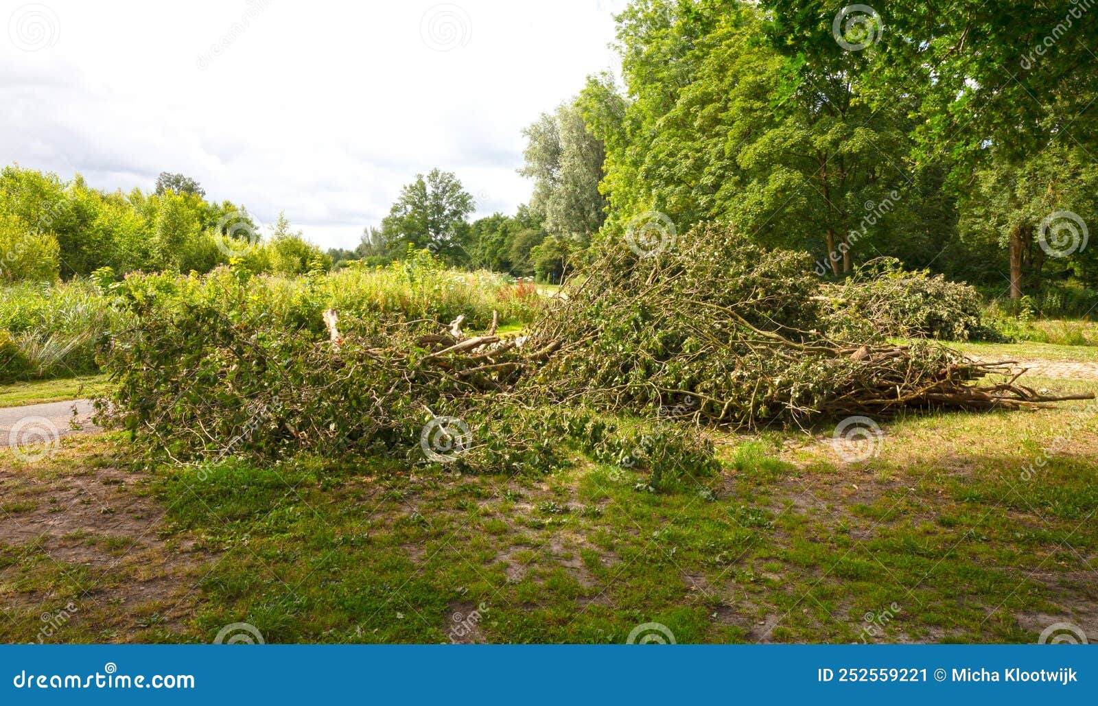 View on Pile of Fresh Cut Branches Garden Waste from Plane Tree Pruning ...